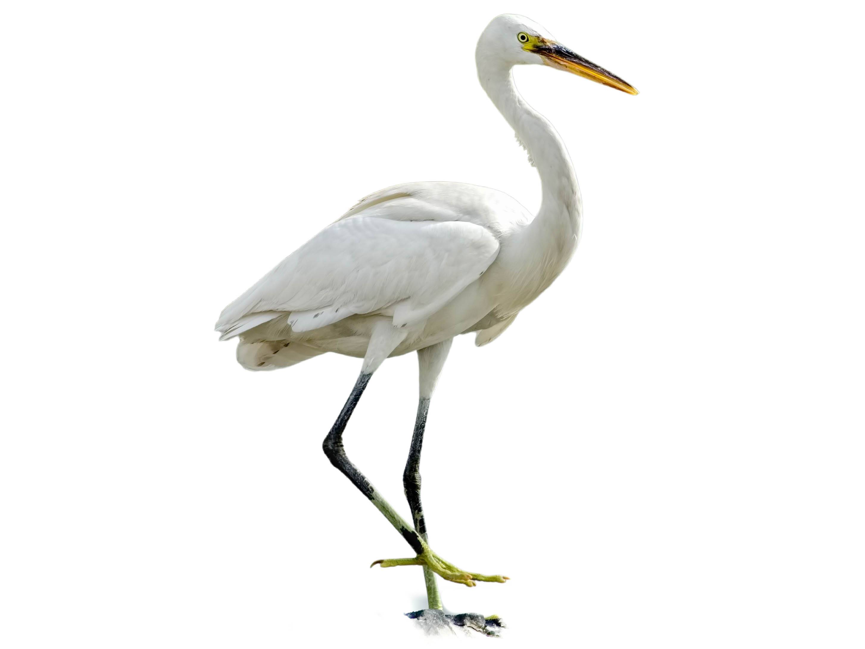 Western Reef Heron (Egretta gularis) identification - Birda