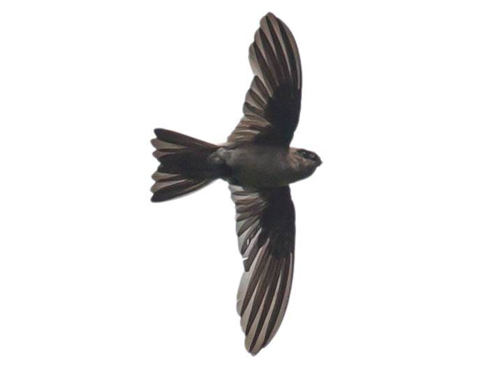 Australian Swiftlet (Aerodramus terraereginae) identification - Birda