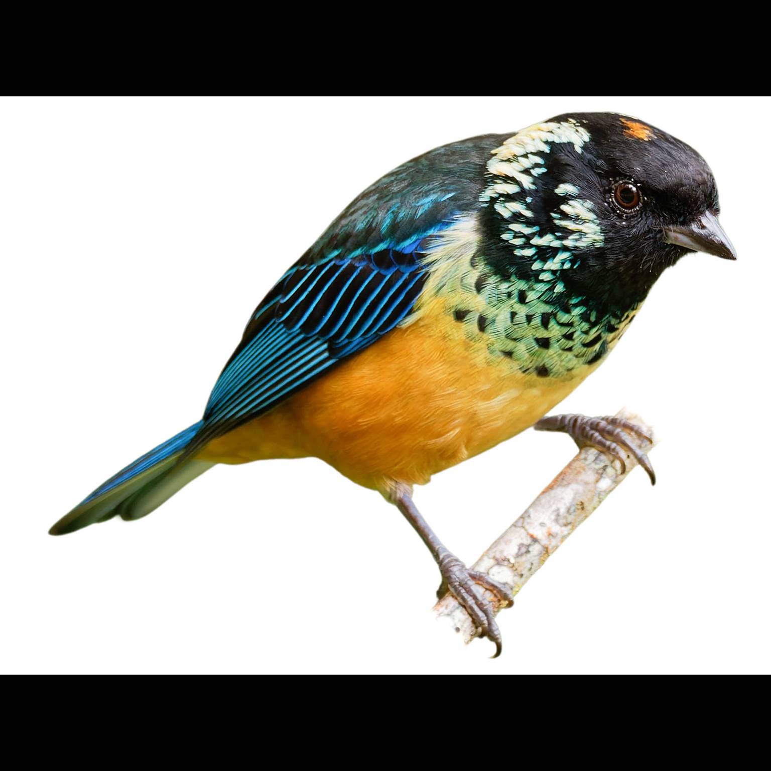 Spangle Cheeked Tanager Tangara Dowii Identification Birda