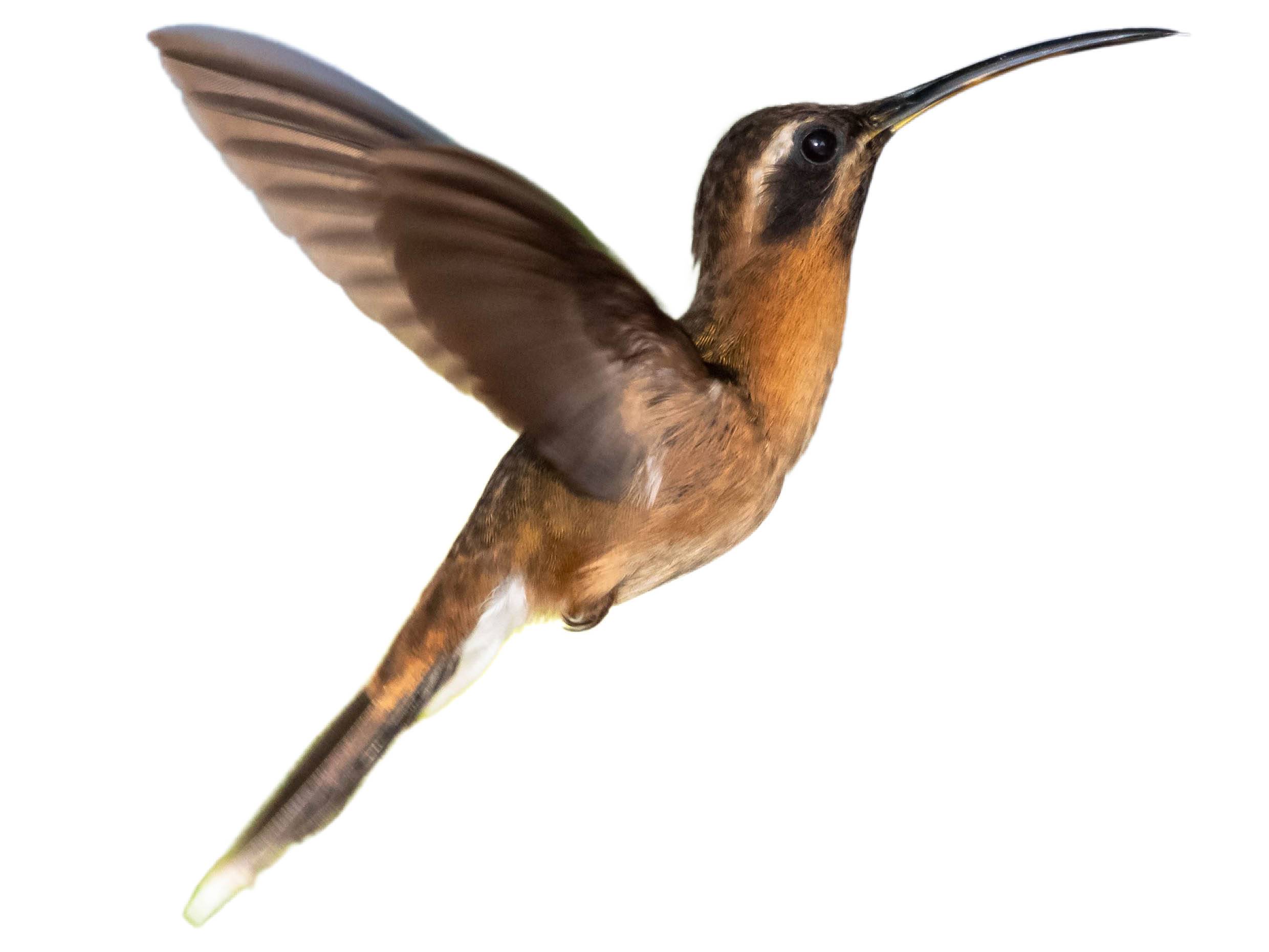 Little Hermit (Phaethornis longuemareus) identification - Birda