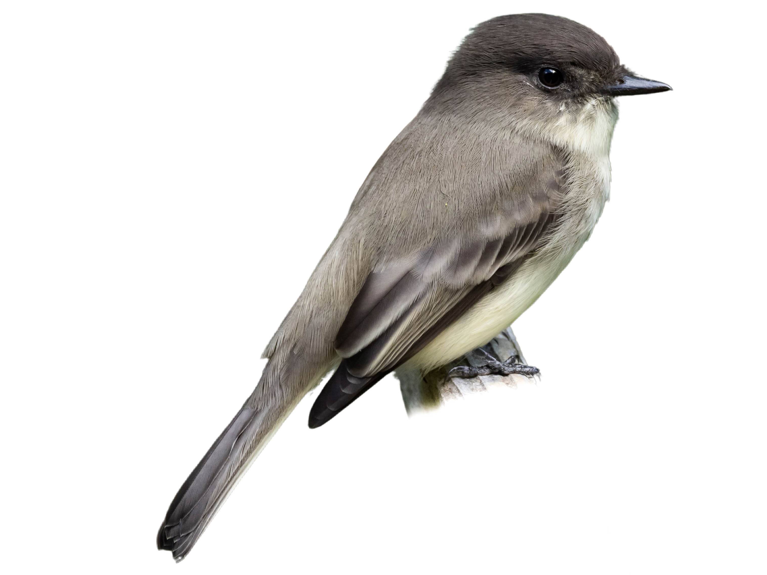 Eastern Phoebe (Sayornis phoebe) identification - Birda