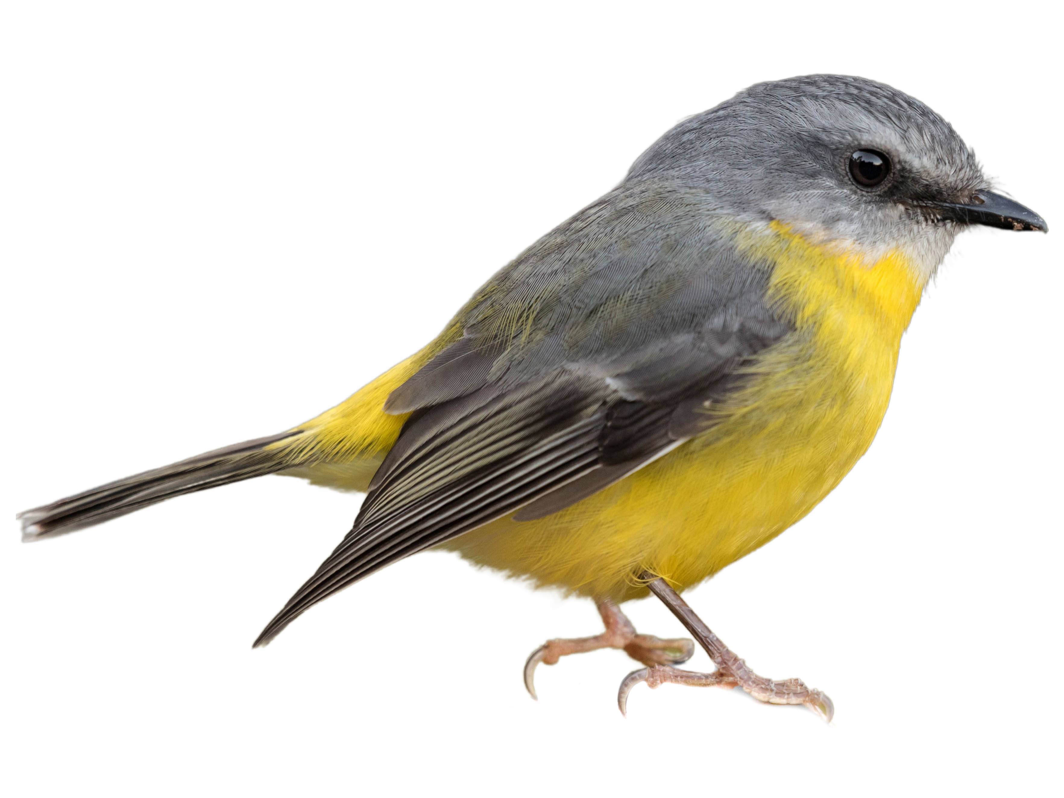 Eastern Yellow Robin (Eopsaltria australis) identification - Birda