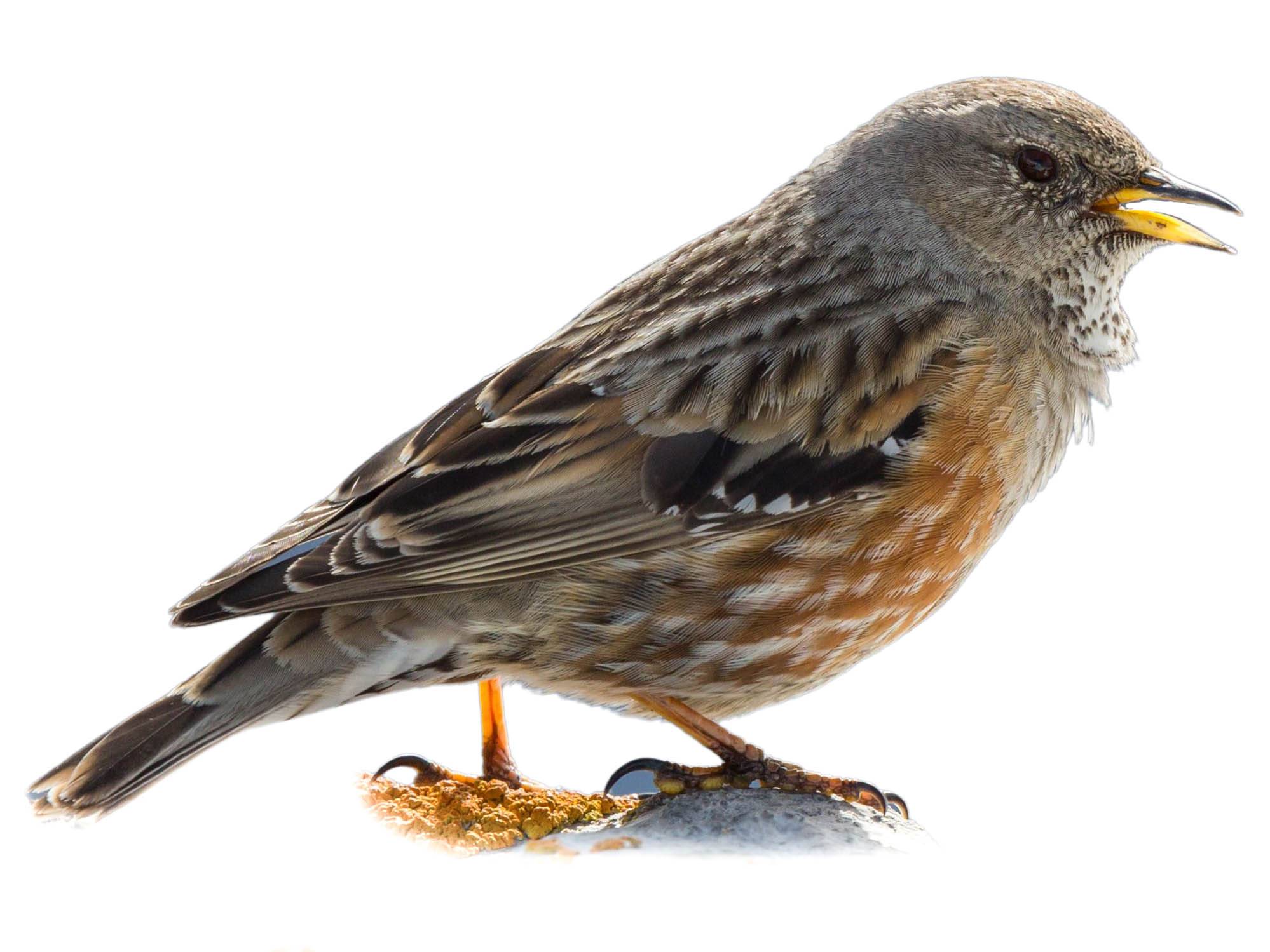 Alpine Accentor (Prunella collaris) identification - Birda