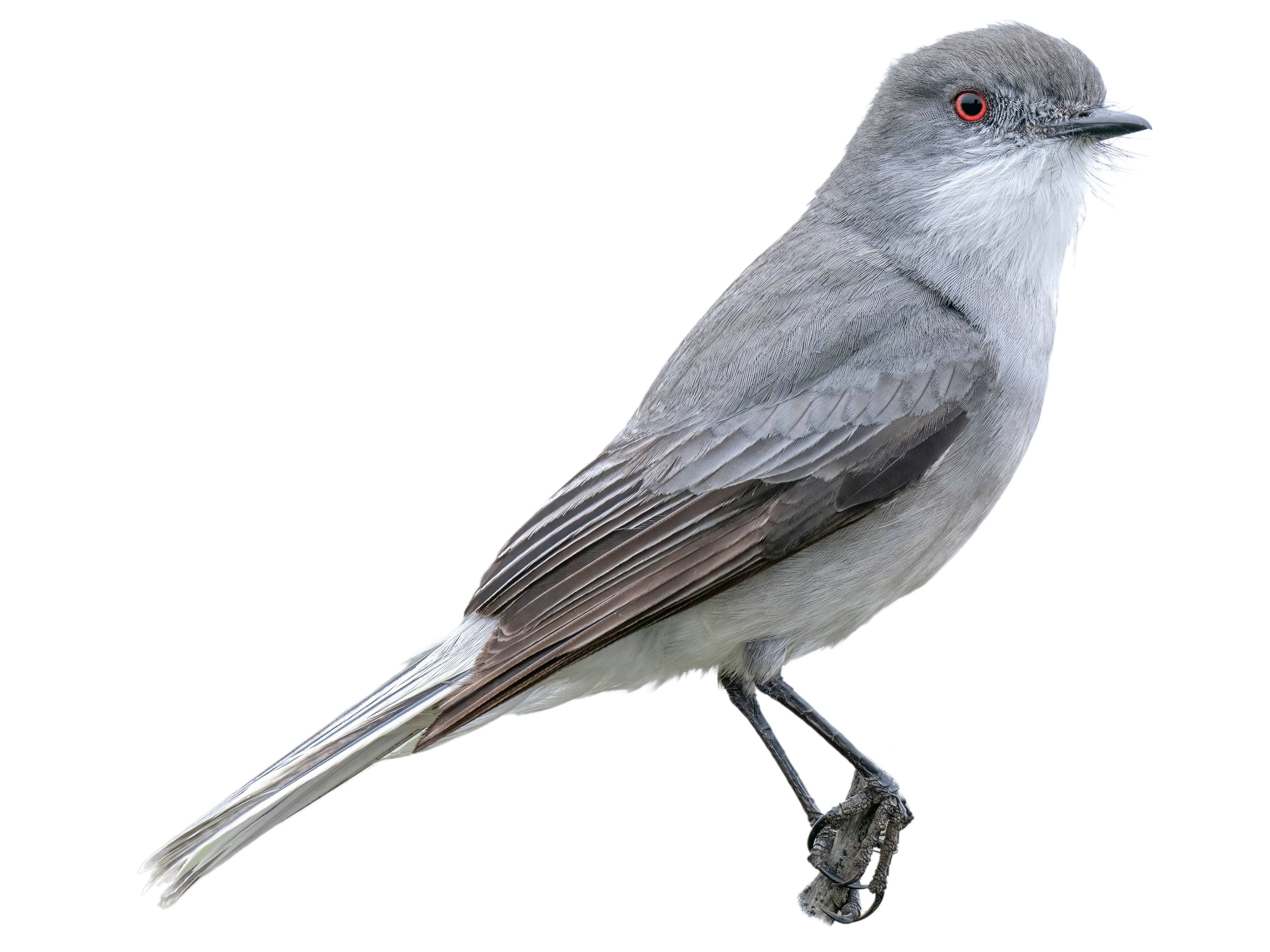 Fire-eyed Diucon (Pyrope pyrope) identification - Birda