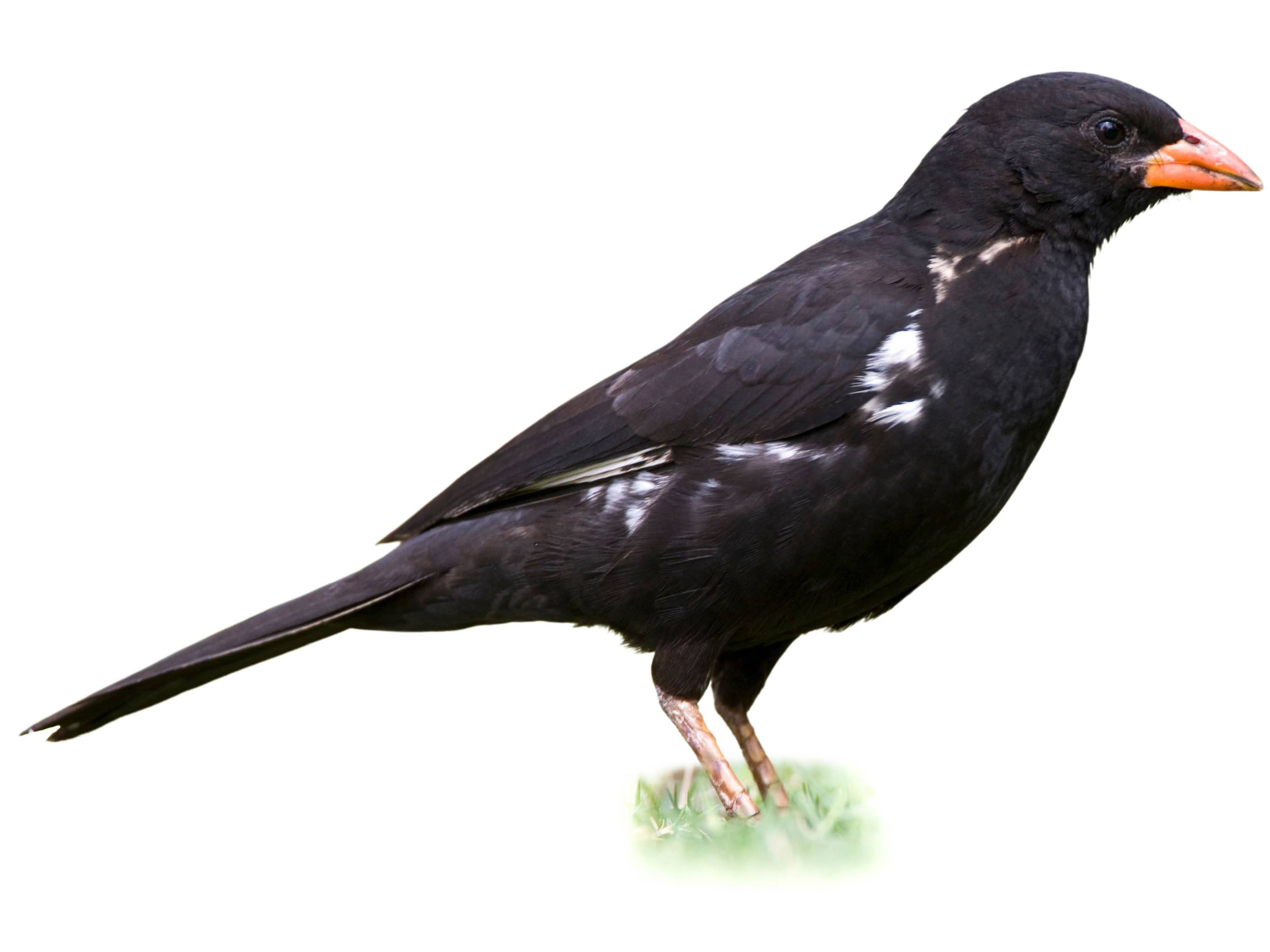 Red-billed Buffalo Weaver (Bubalornis niger) identification - Birda