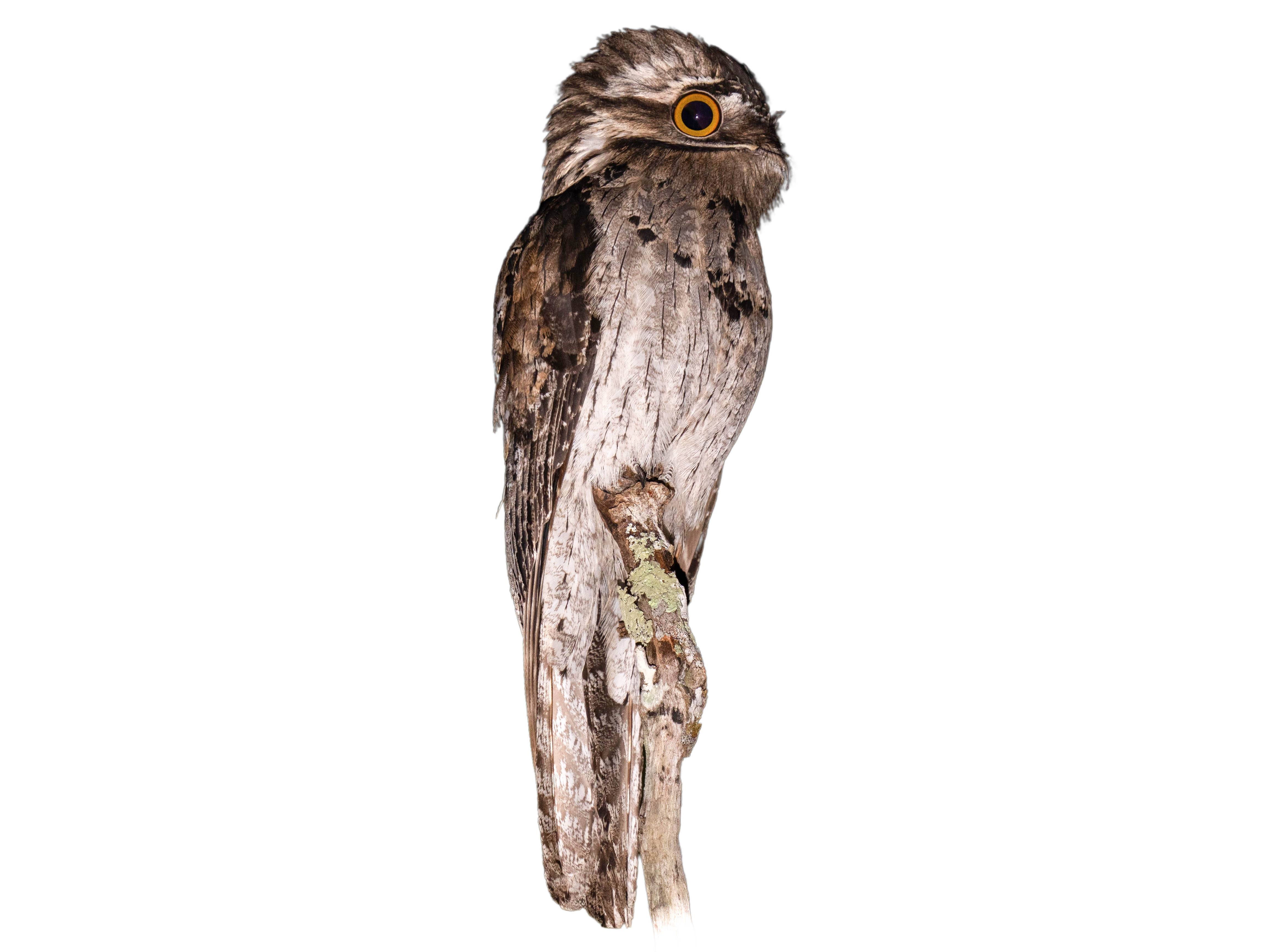 Northern Potoo (Nyctibius jamaicensis) identification - Birda