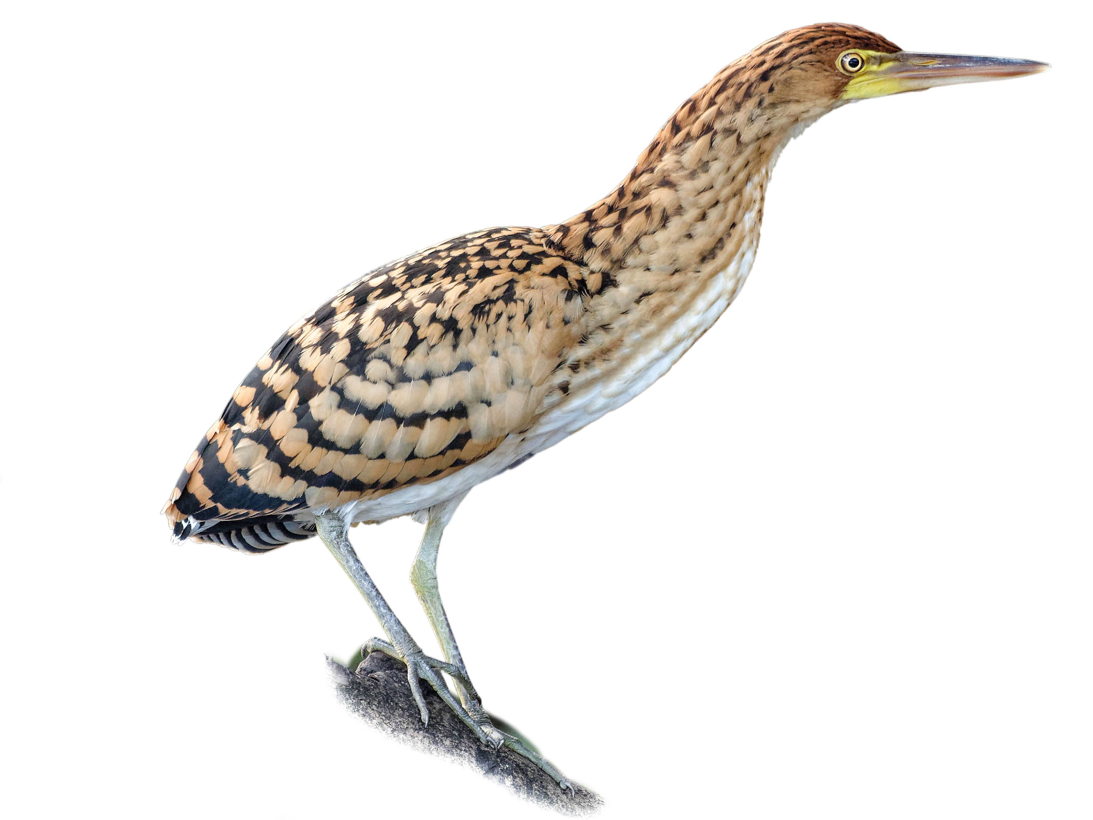 Pinnated Bittern (Botaurus pinnatus) identification - Birda