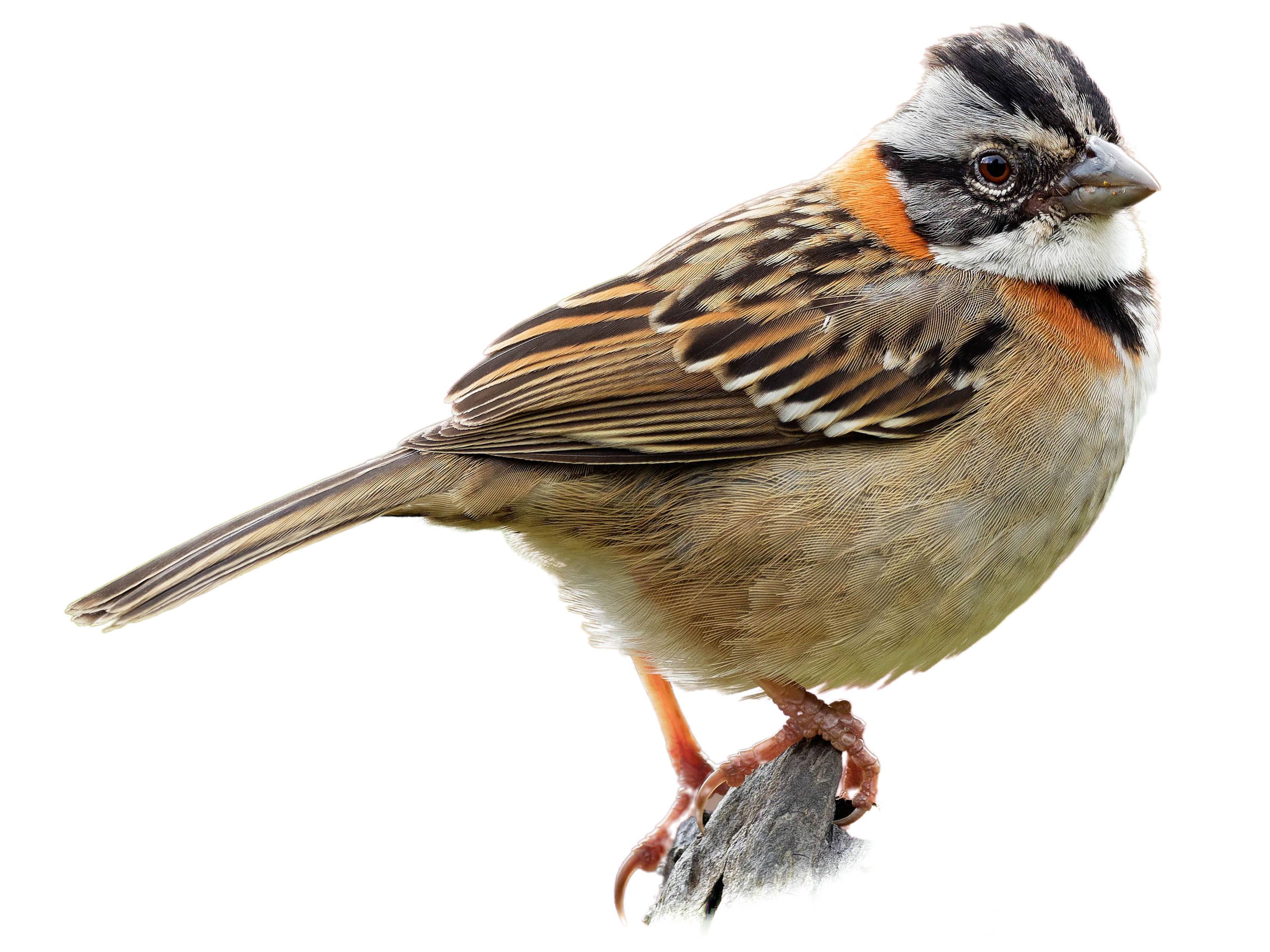 Rufous-collared Sparrow (Zonotrichia capensis) identification - Birda