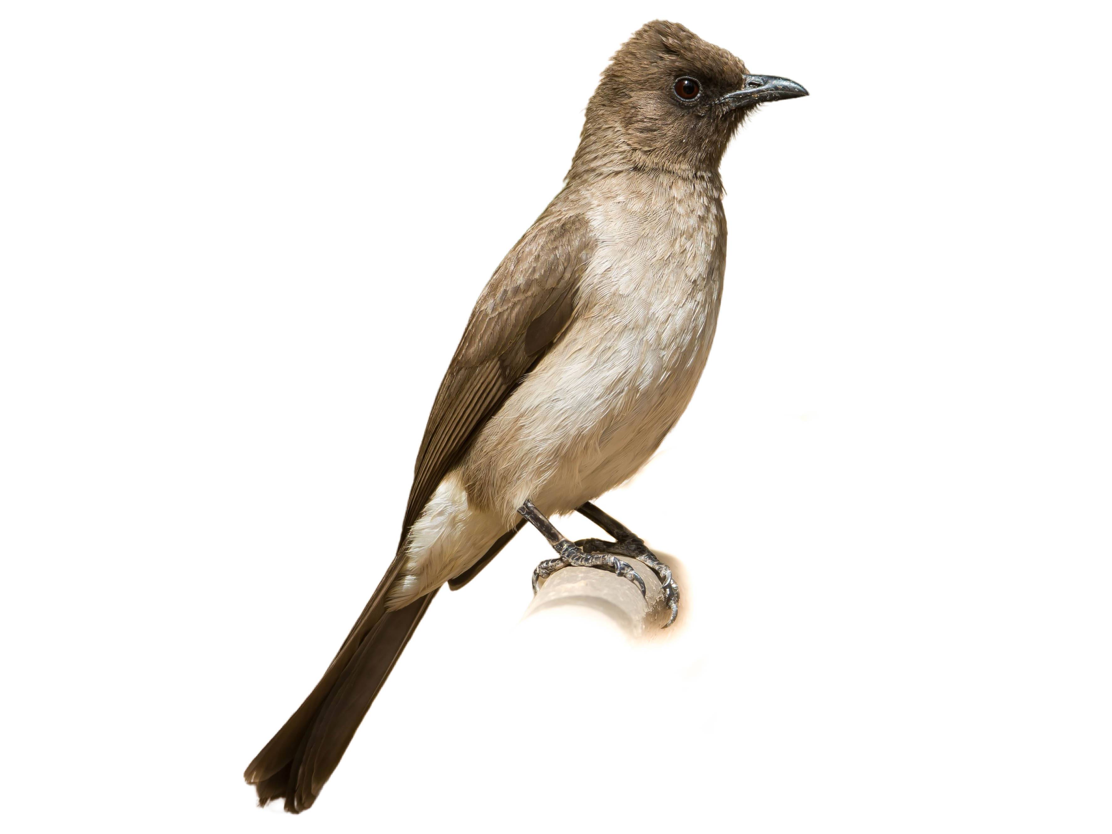 Common Bulbul (Pycnonotus barbatus) identification - Birda