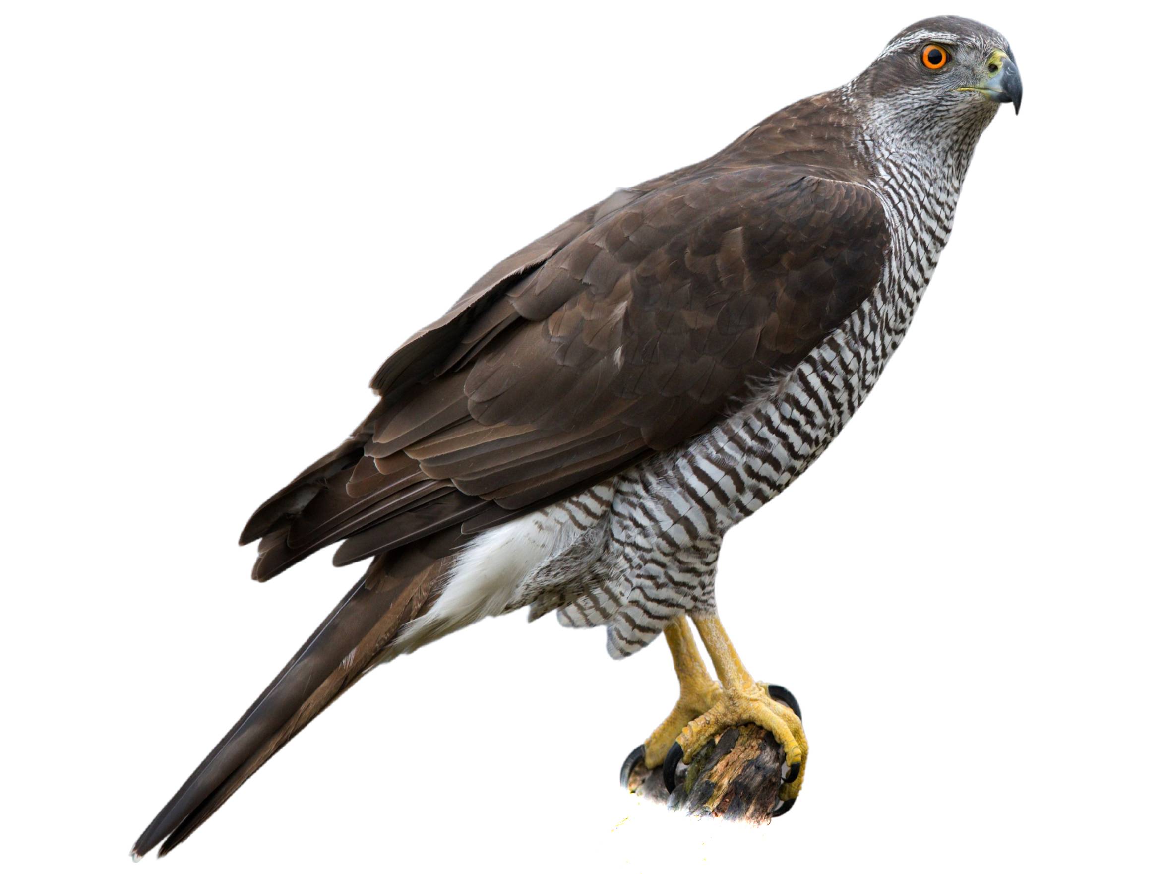 Northern Goshawk (Accipiter gentilis) identification - Birda