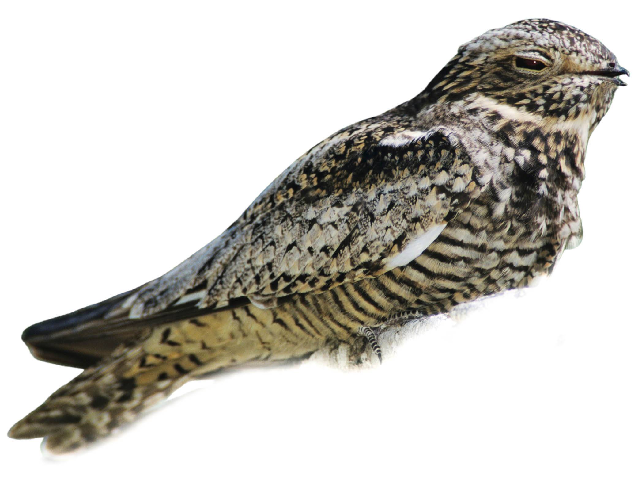 Lesser Nighthawk (Chordeiles acutipennis) identification - Birda