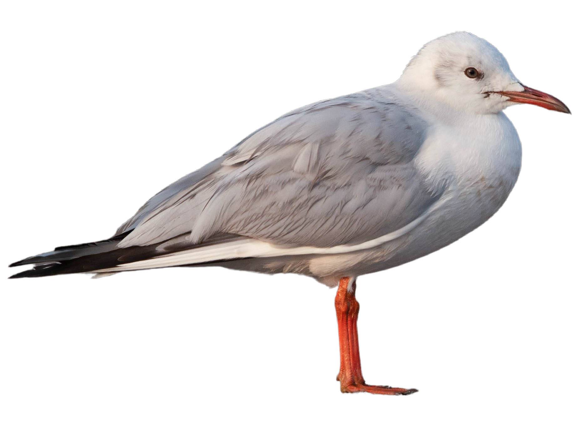 Slender-billed Gull (Chroicocephalus genei) identification - Birda