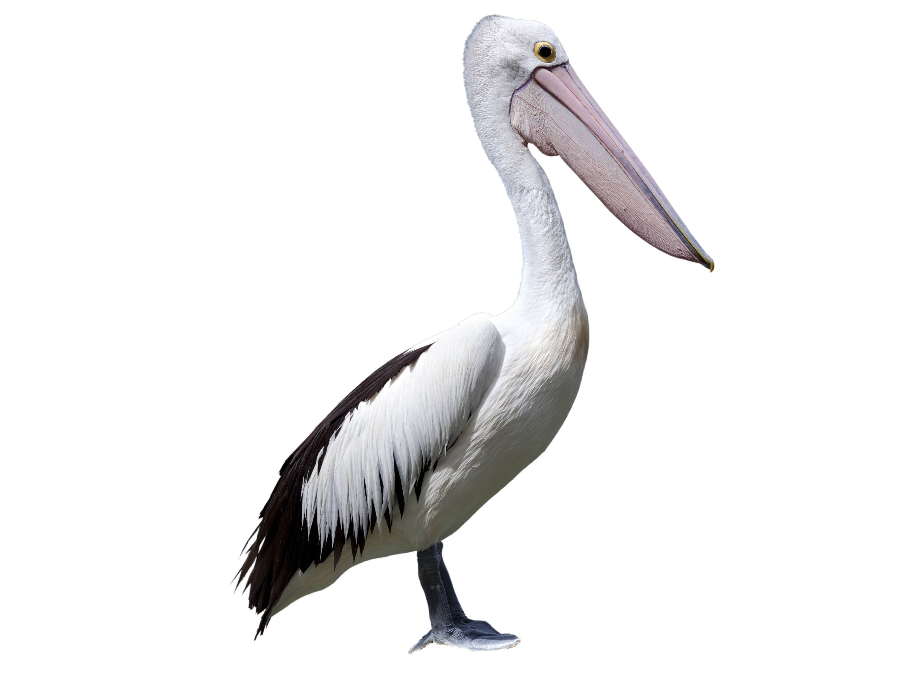 Australian Pelican (Pelecanus conspicillatus) identification - Birda