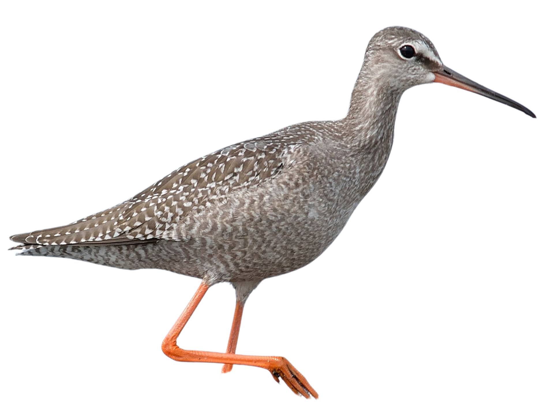 Spotted Redshank (Tringa erythropus) identification - Birda