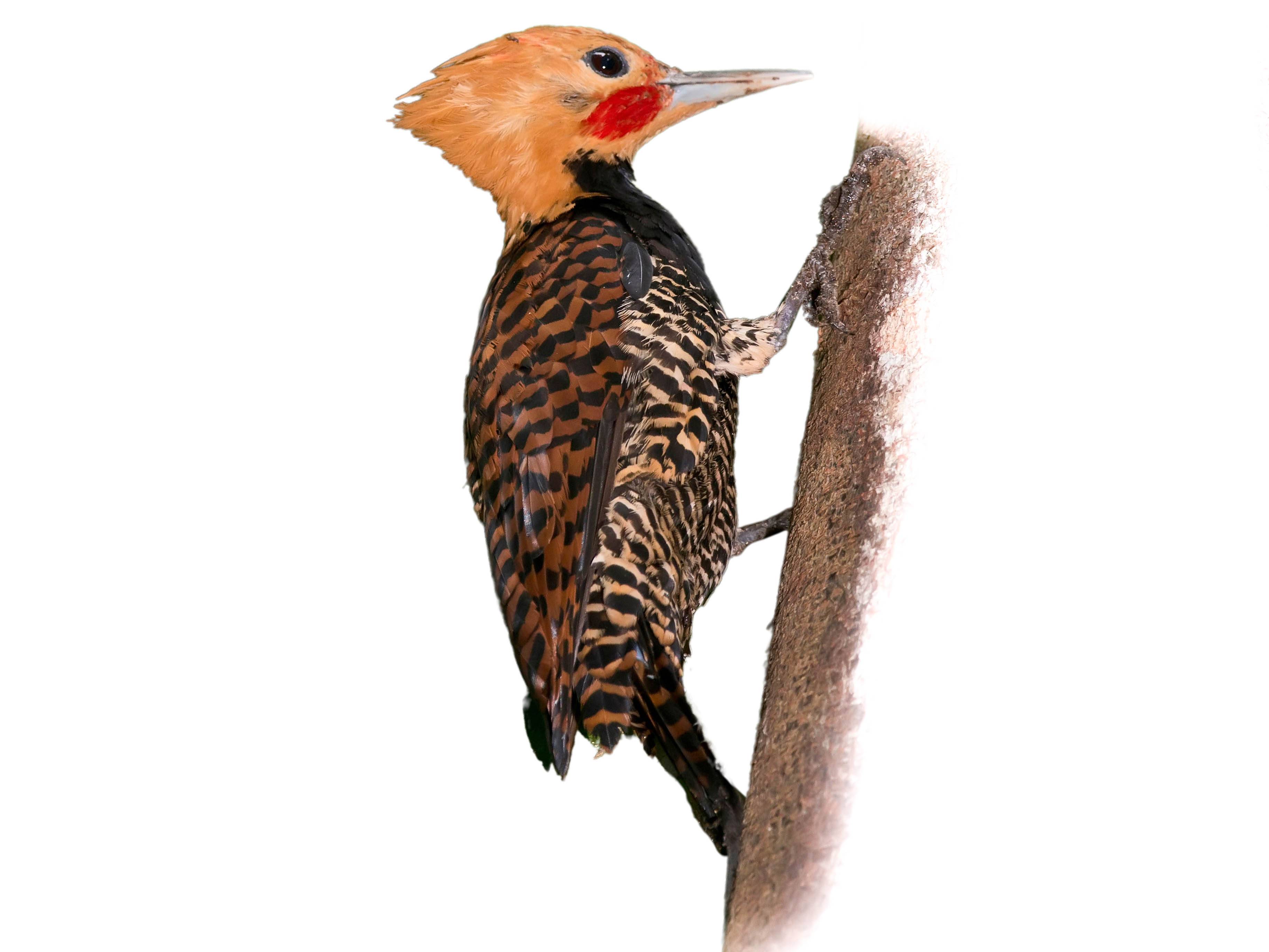 Ringed Woodpecker (Celeus torquatus) identification - Birda