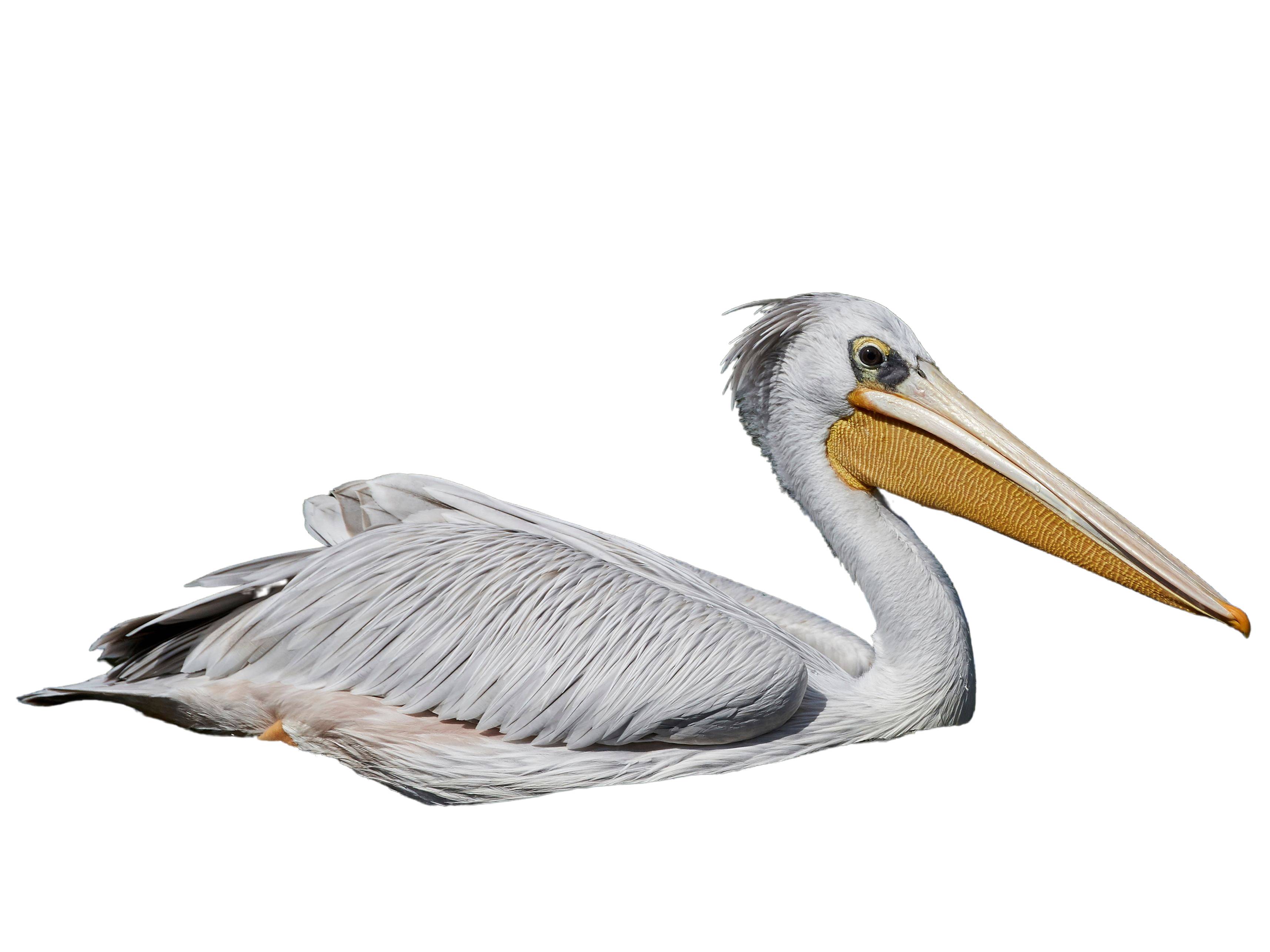 Pink-backed Pelican (Pelecanus rufescens) identification - Birda