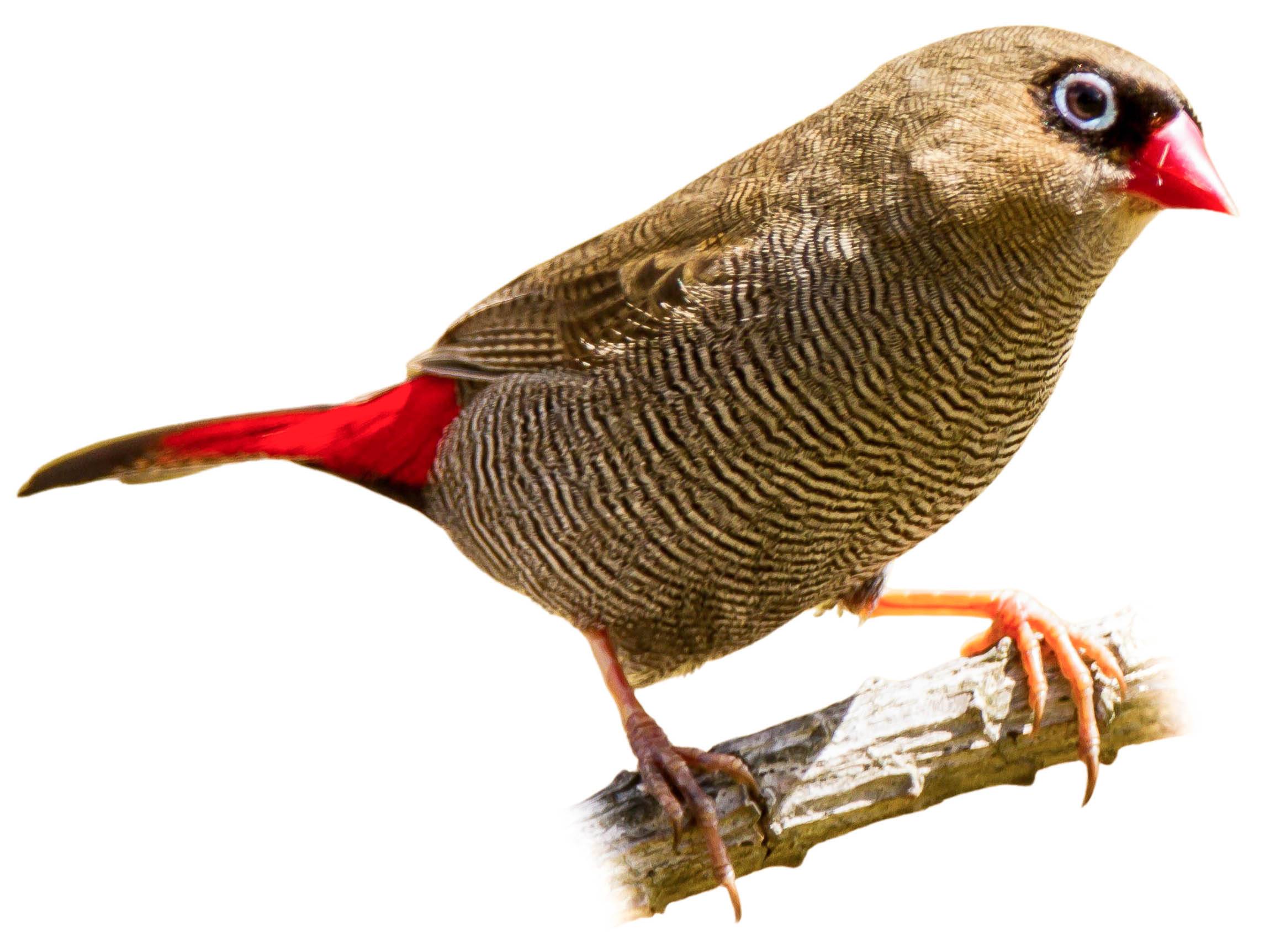 Beautiful Firetail (Stagonopleura bella) identification - Birda