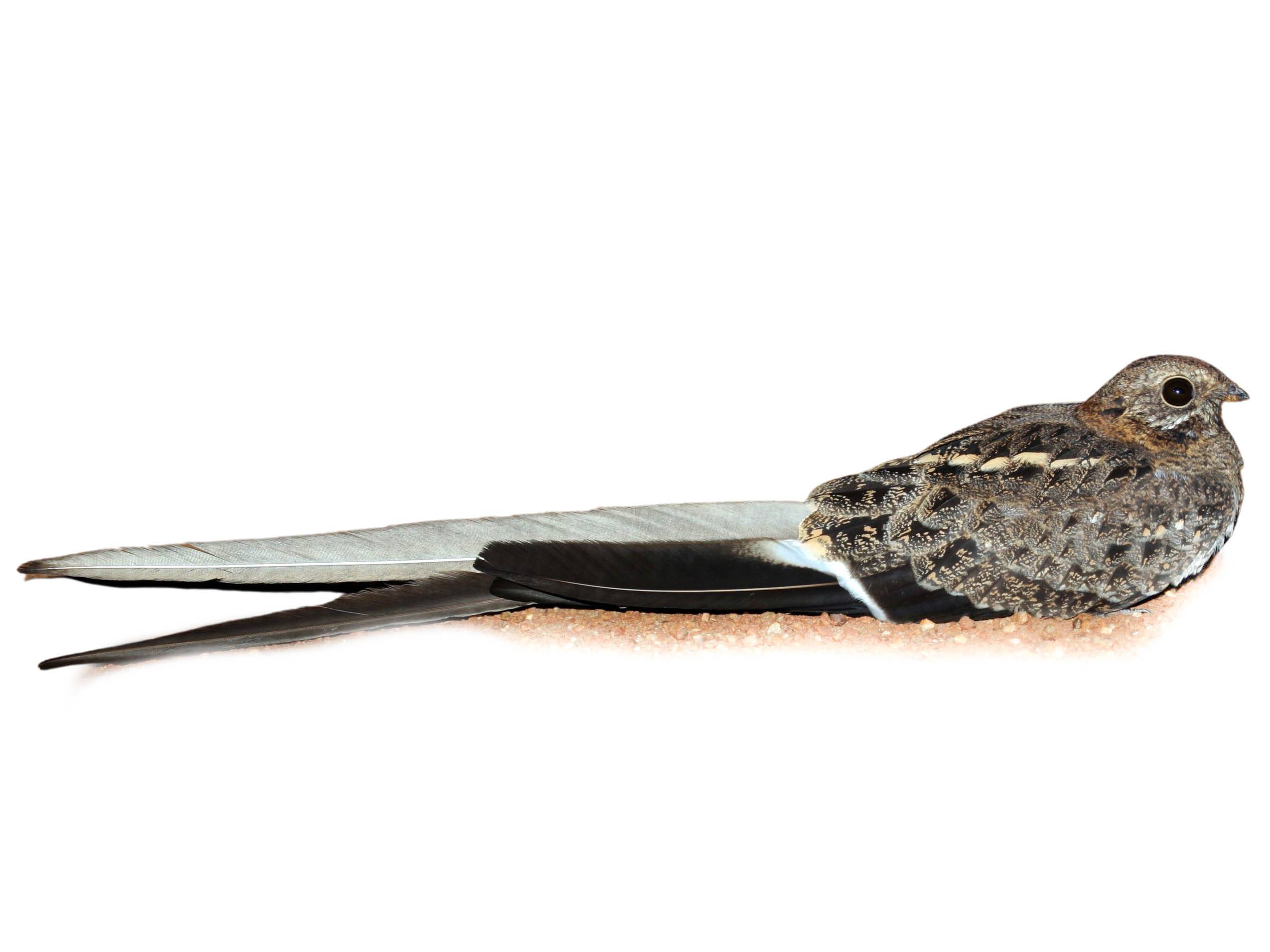 Pennant-winged Nightjar (Caprimulgus vexillarius) identification - Birda