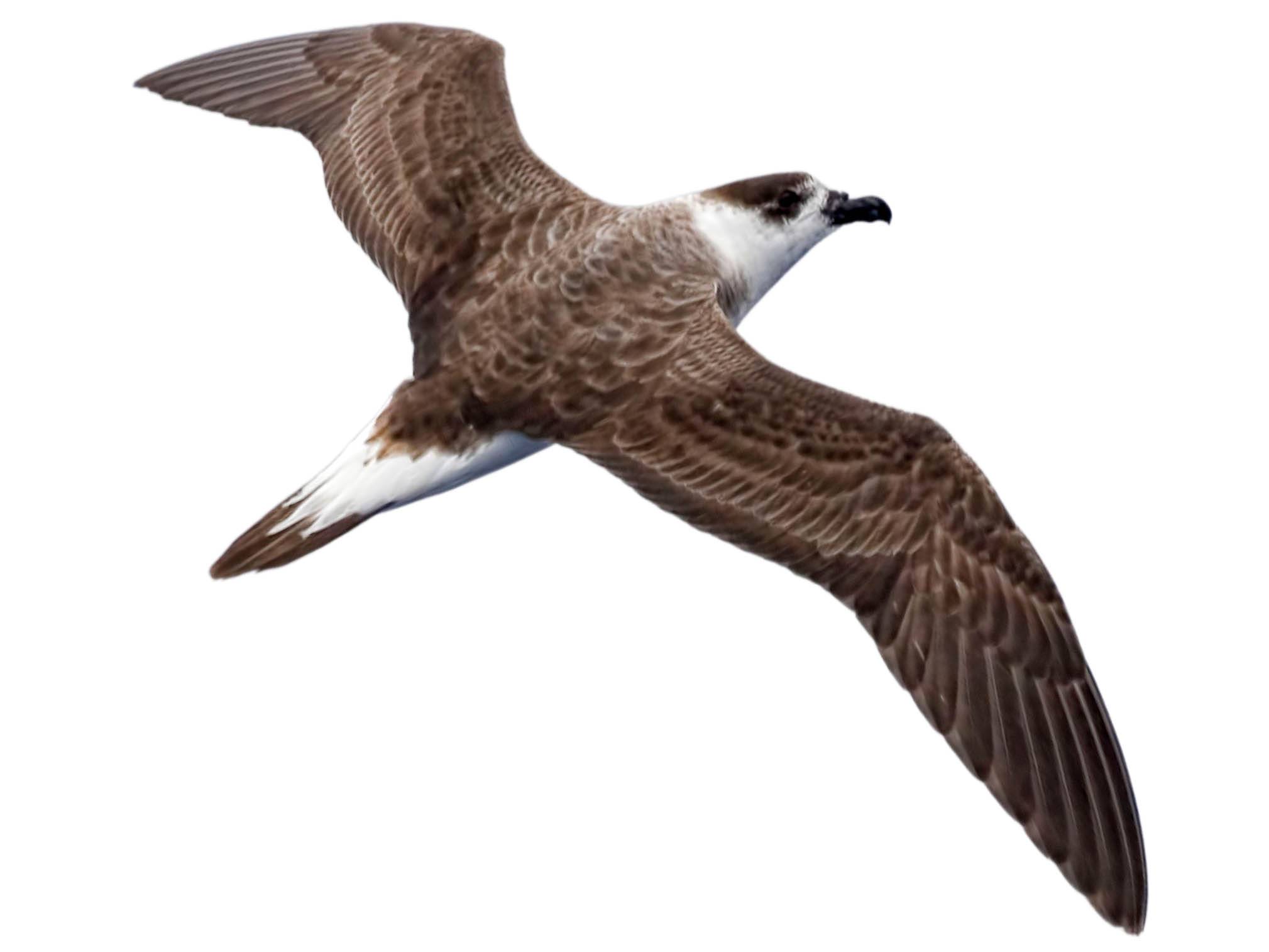 Black-capped Petrel (Pterodroma hasitata) identification - Birda