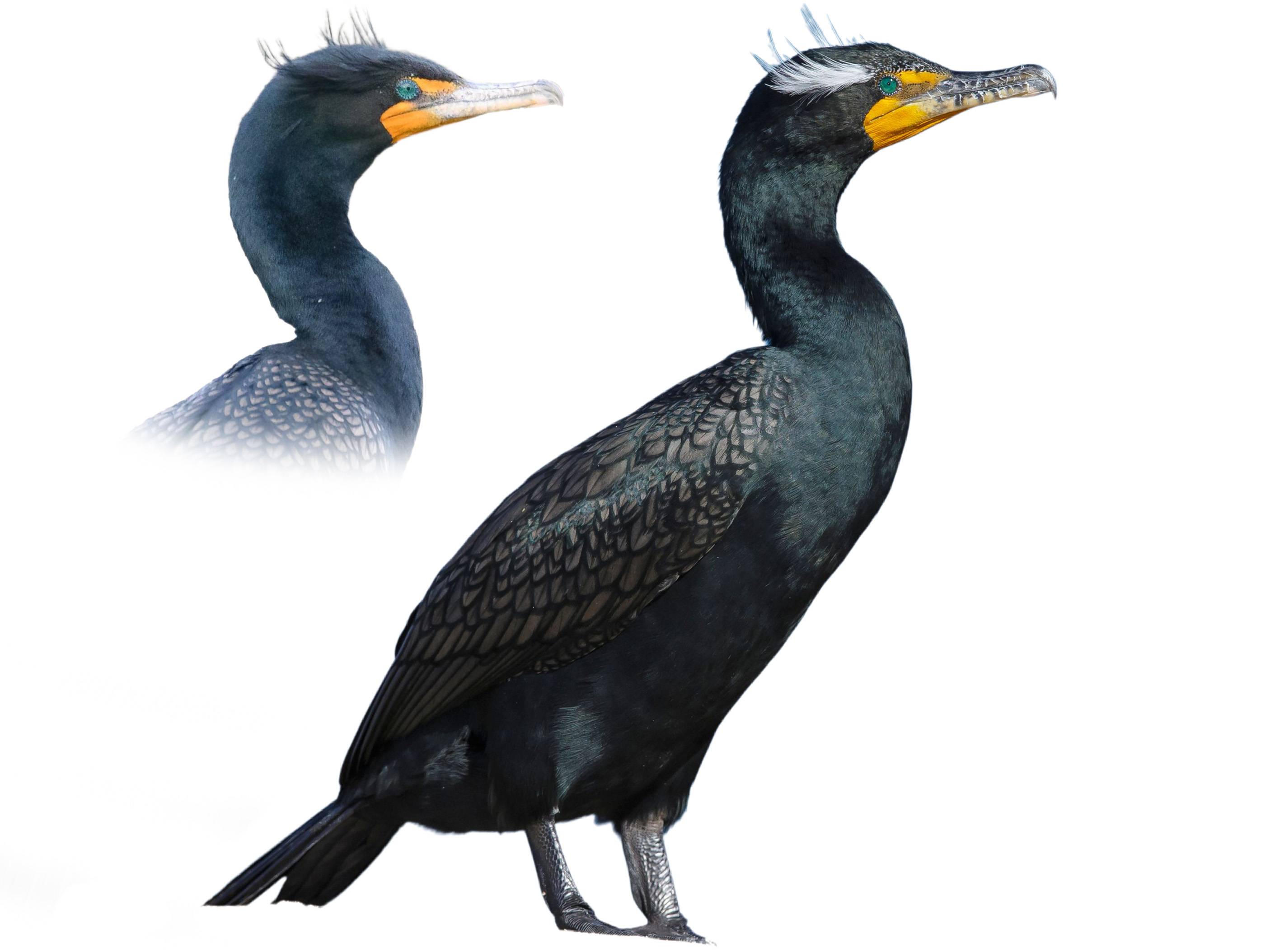 Double-crested Cormorant (Nannopterum auritum) identification - Birda