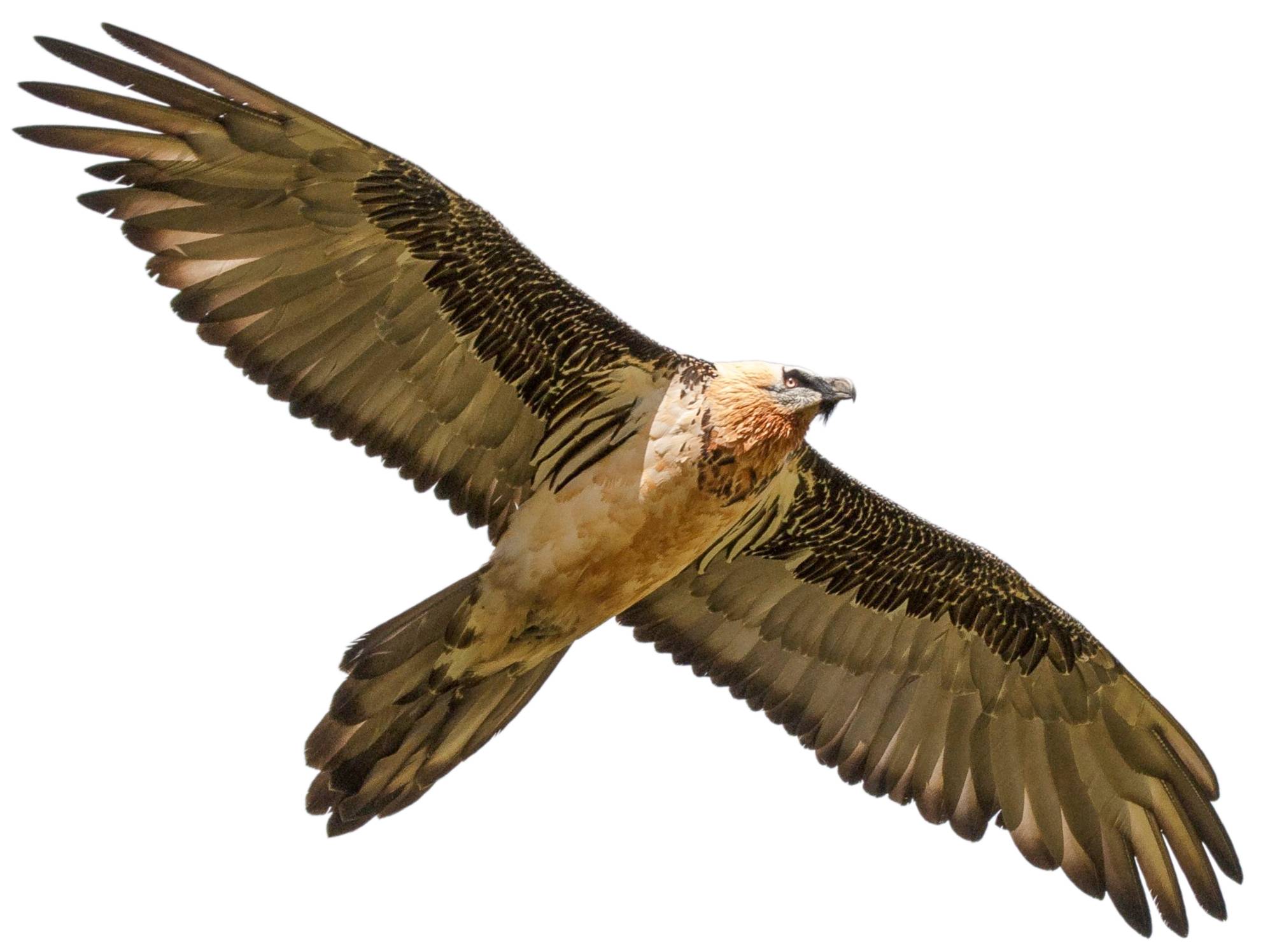 Bearded Vulture (Gypaetus barbatus) identification - Birda