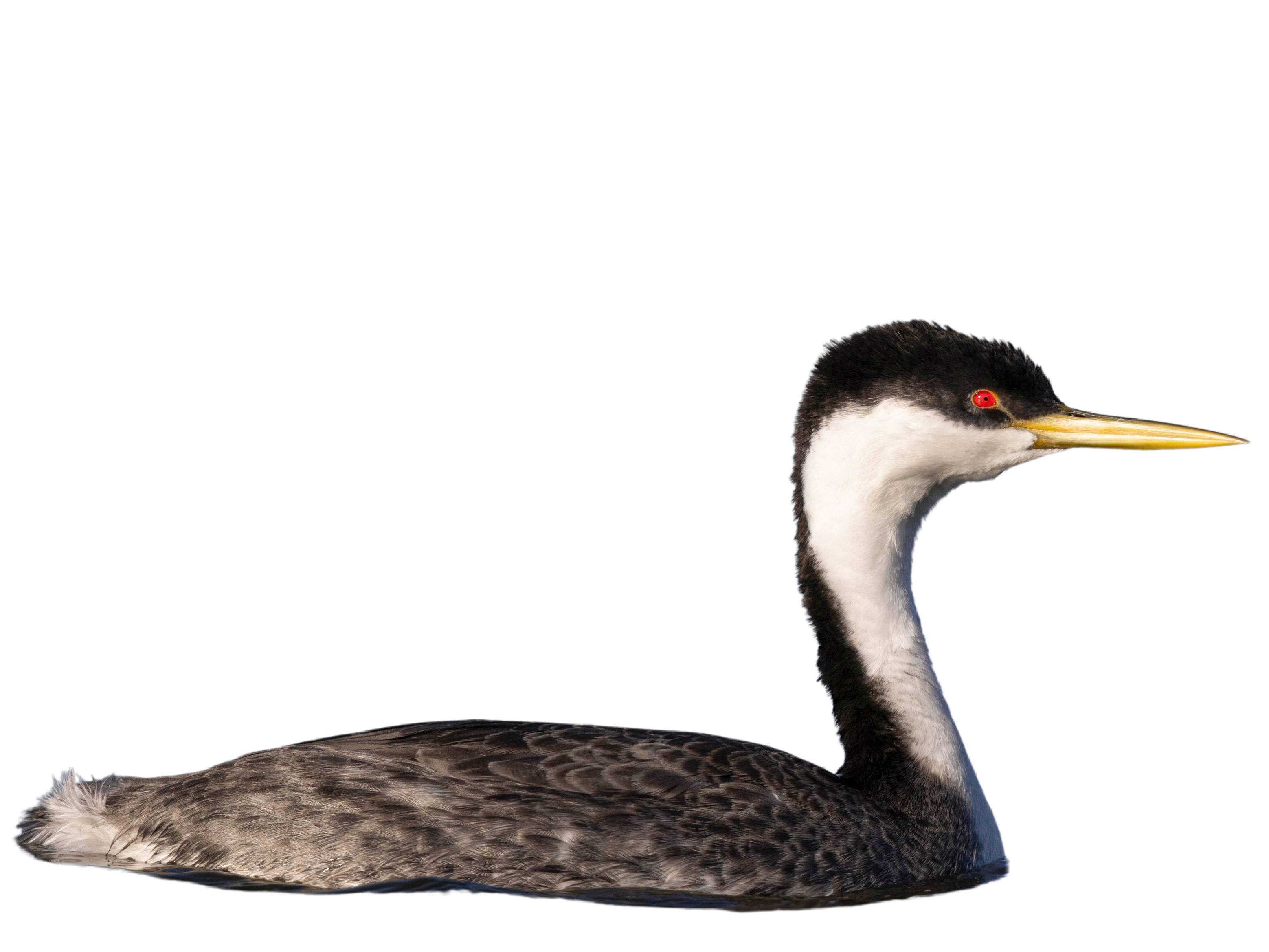Western Grebe (Aechmophorus occidentalis) identification - Birda