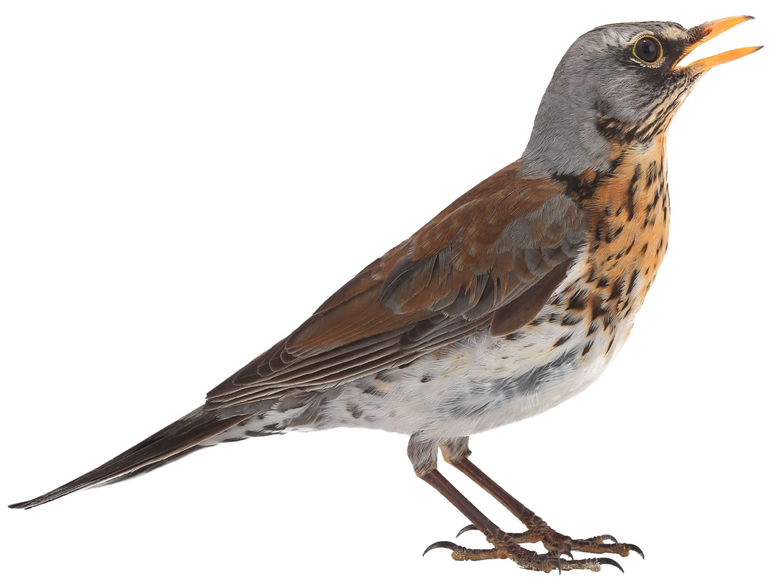 Fieldfare (Turdus pilaris) identification - Birda
