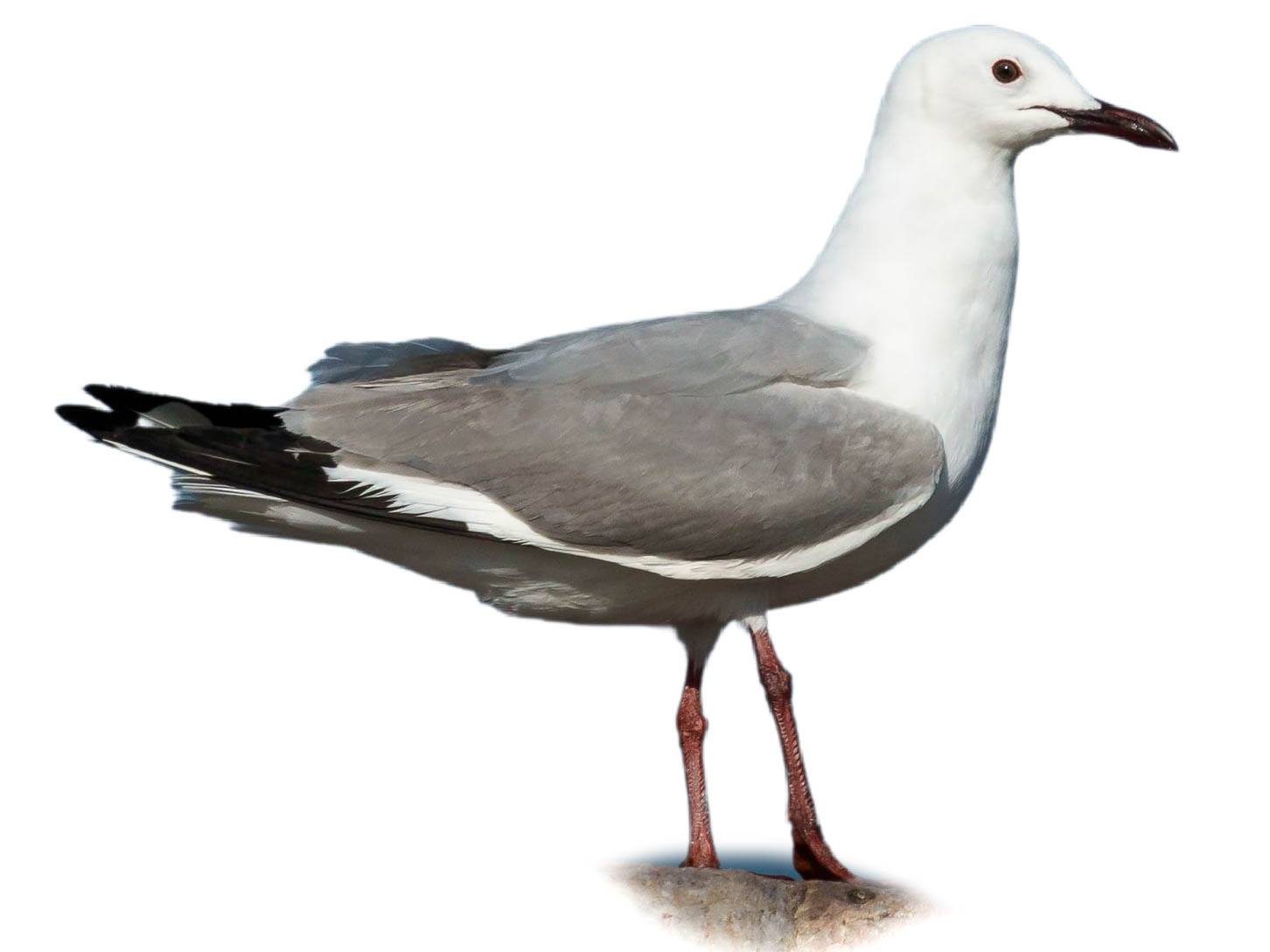 Hartlaub's Gull (Chroicocephalus hartlaubii) identification - Birda