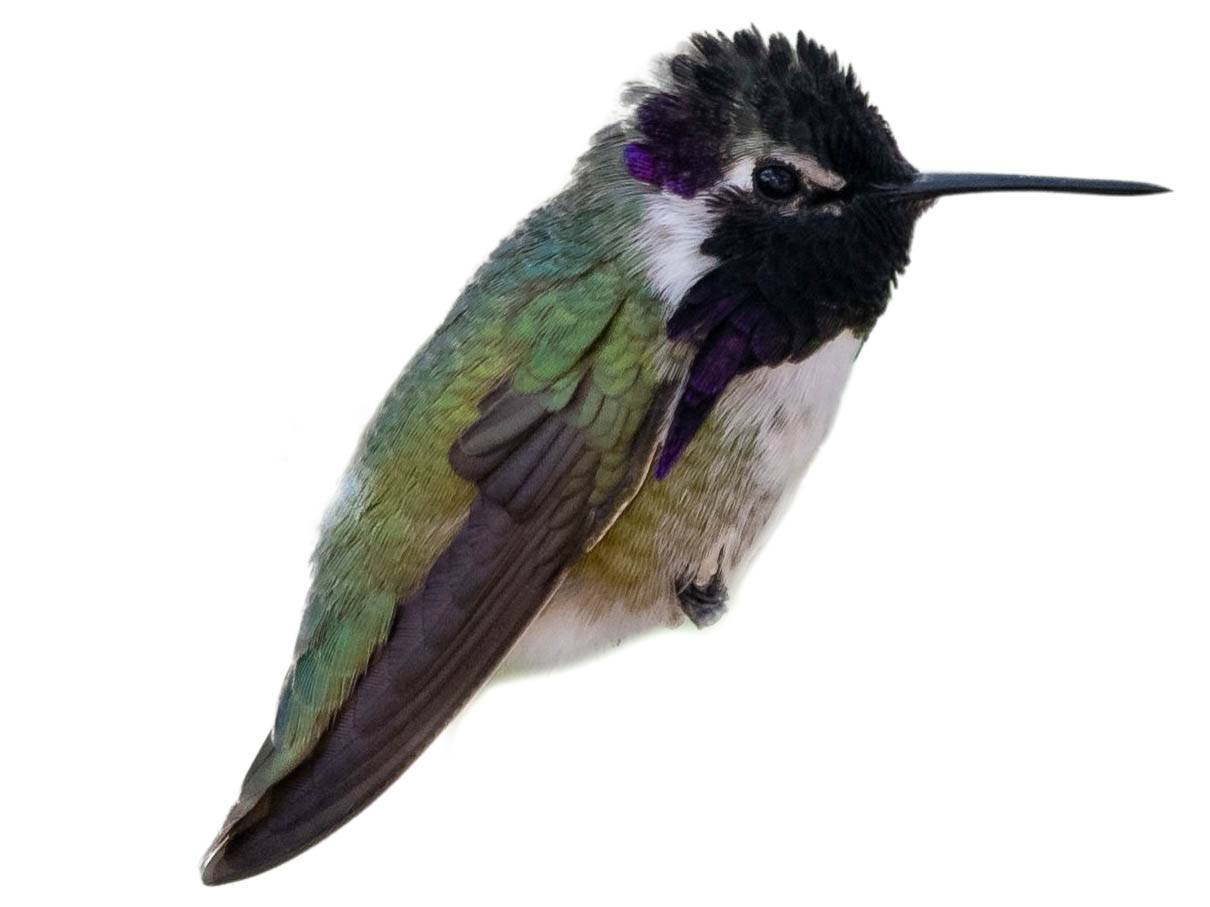 Costa's Hummingbird (Calypte costae) identification - Birda