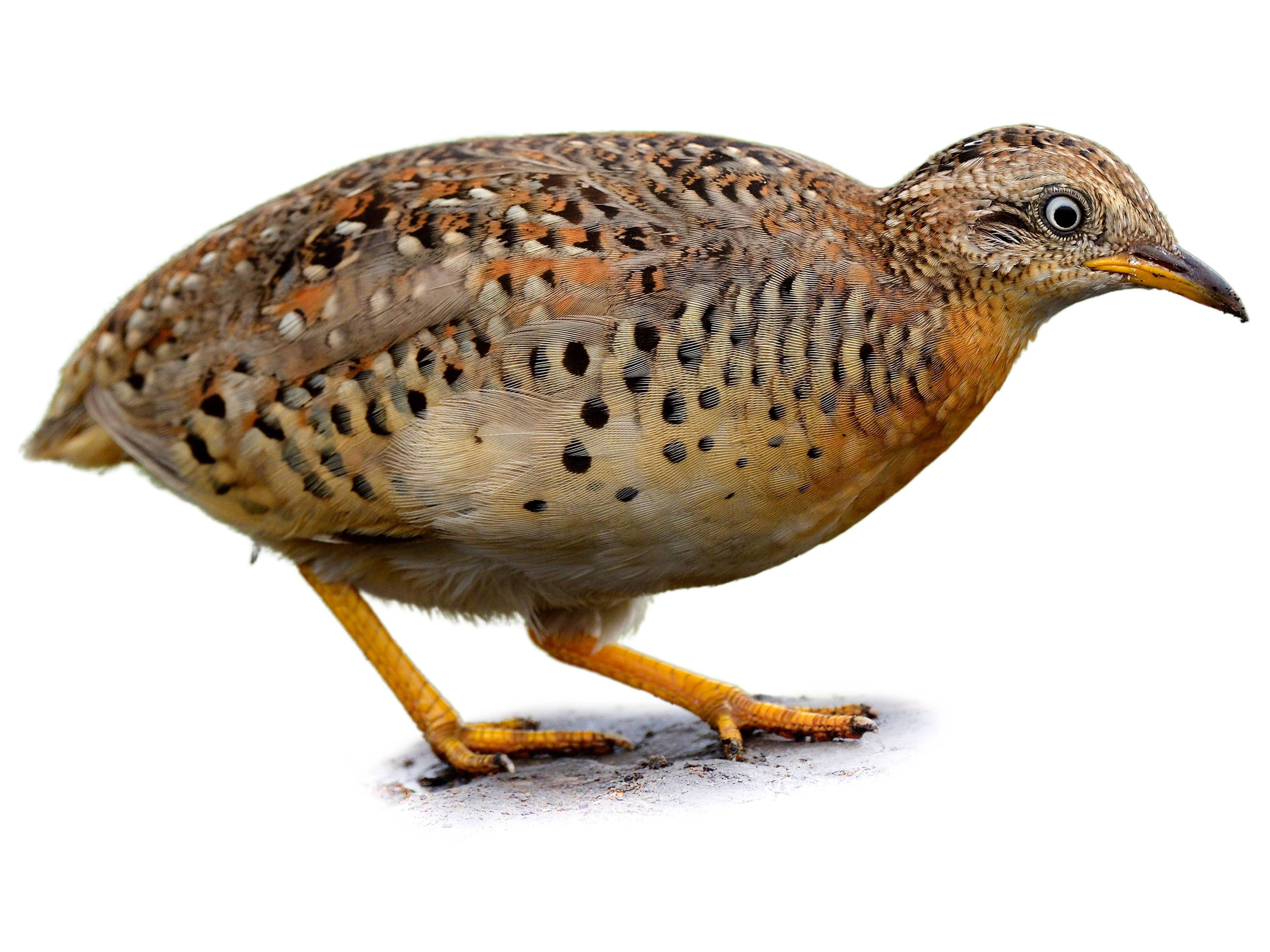 Yellow-legged Buttonquail (Turnix tanki) identification - Birda