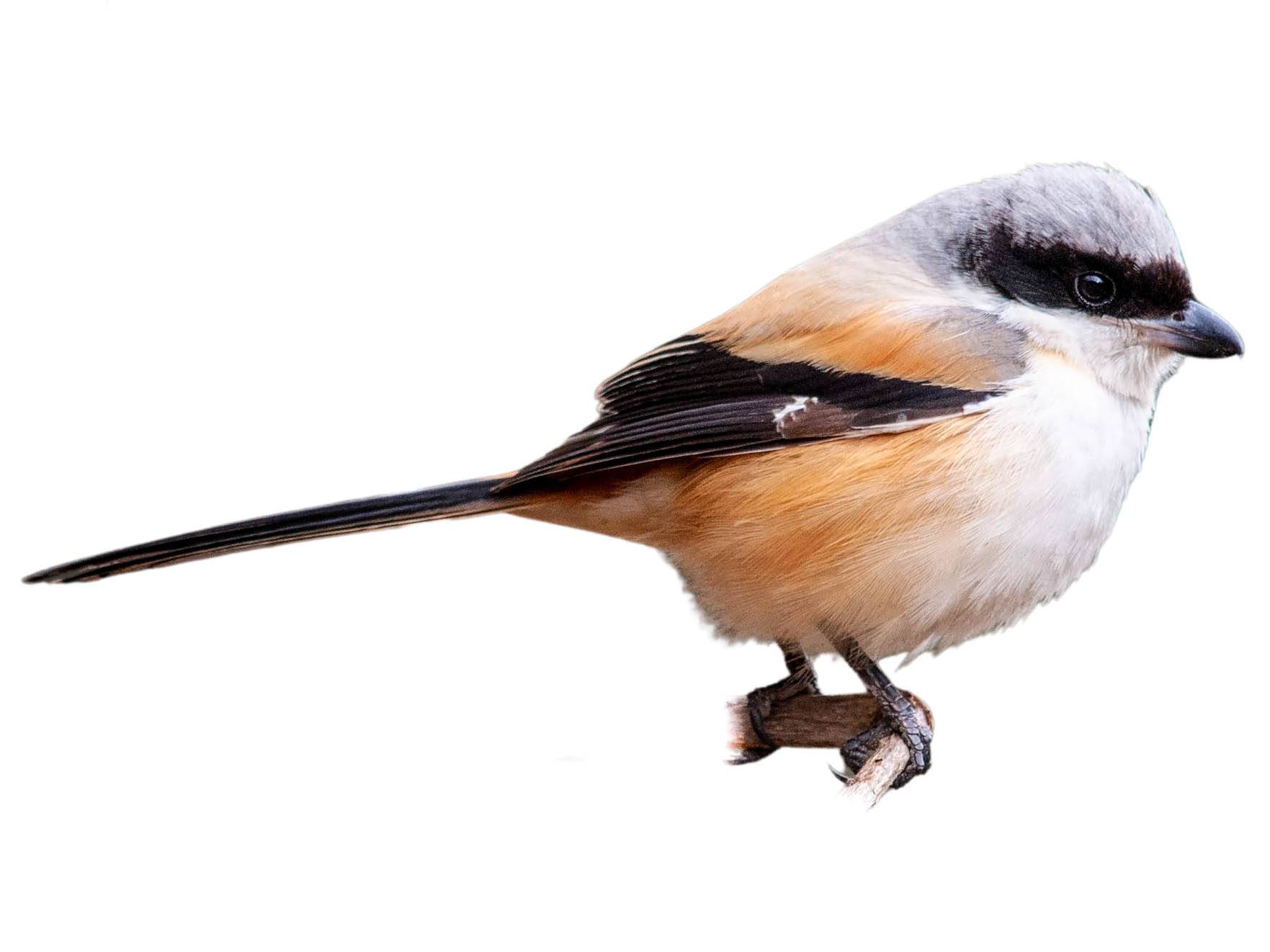 Long-tailed Shrike (Lanius schach) identification - Birda