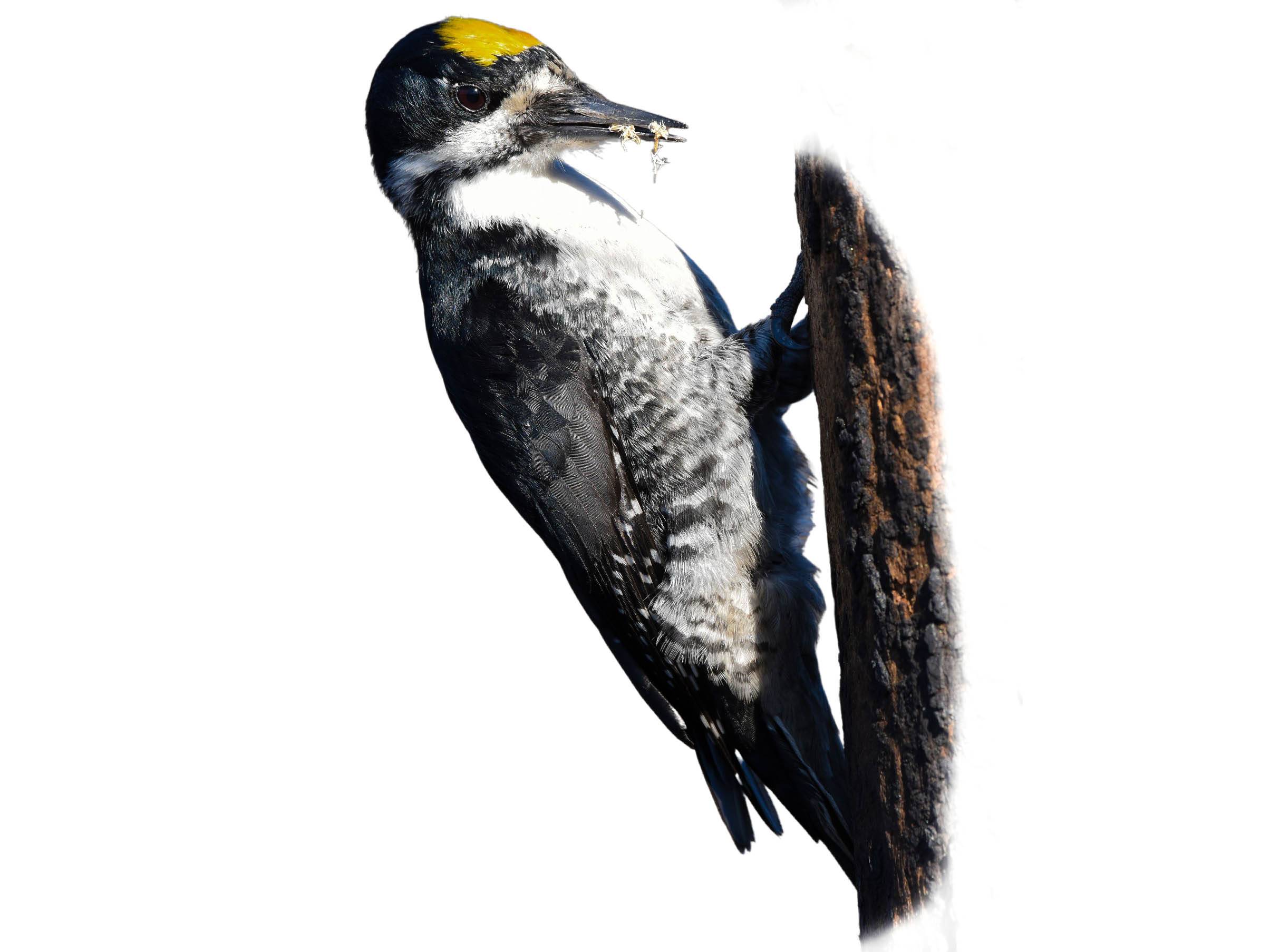 Black-backed Woodpecker (Picoides arcticus) identification - Birda
