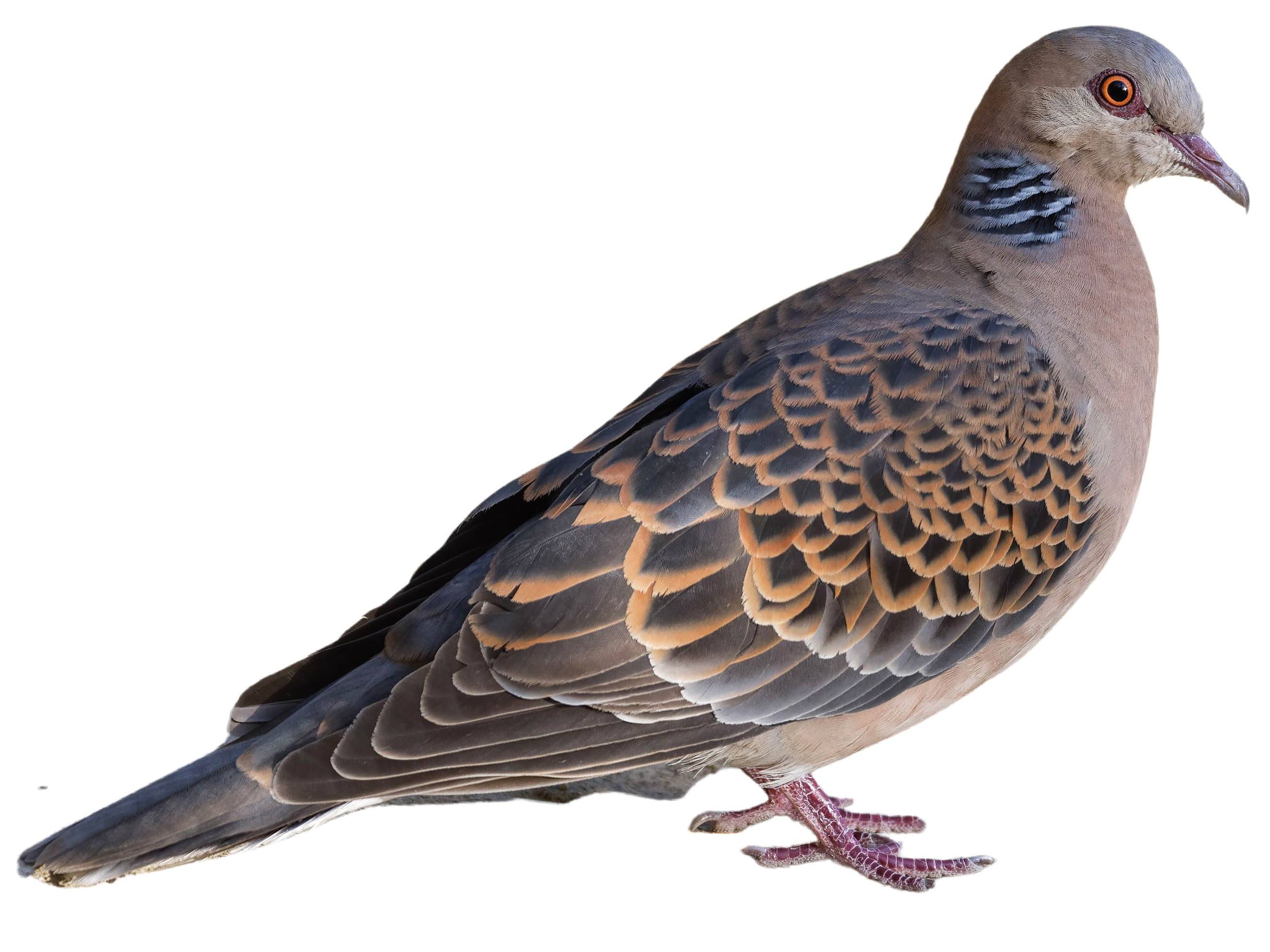 Oriental Turtle Dove (Streptopelia orientalis) identification - Birda