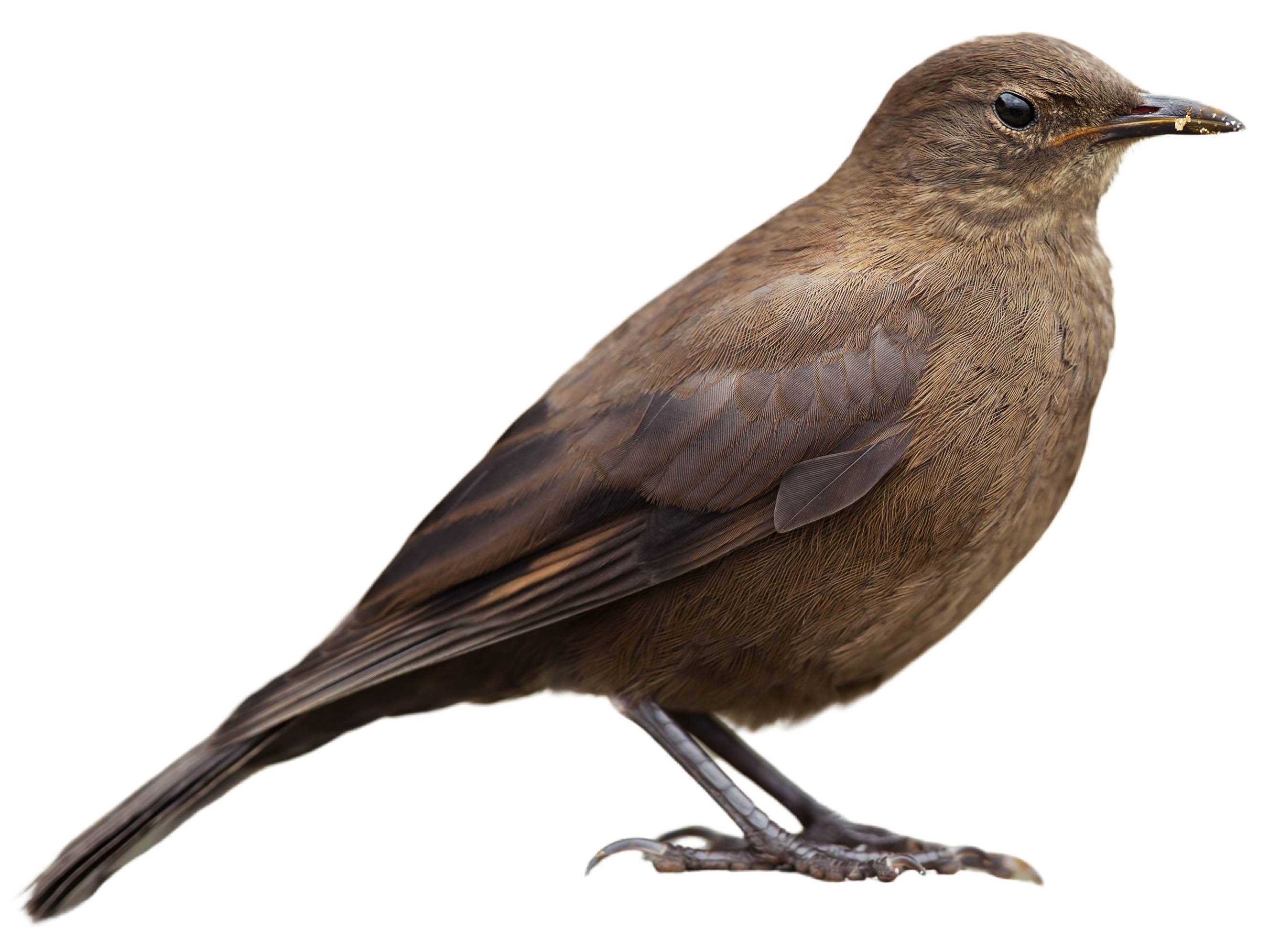 Blackish Cinclodes (Cinclodes antarcticus) identification - Birda