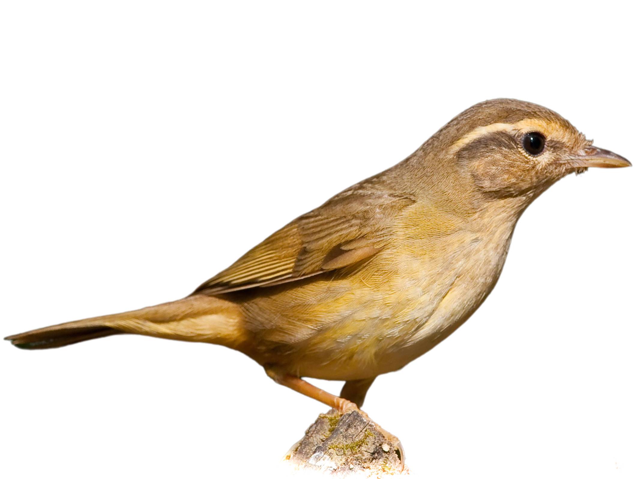 Radde's Warbler (Phylloscopus schwarzi) identification - Birda
