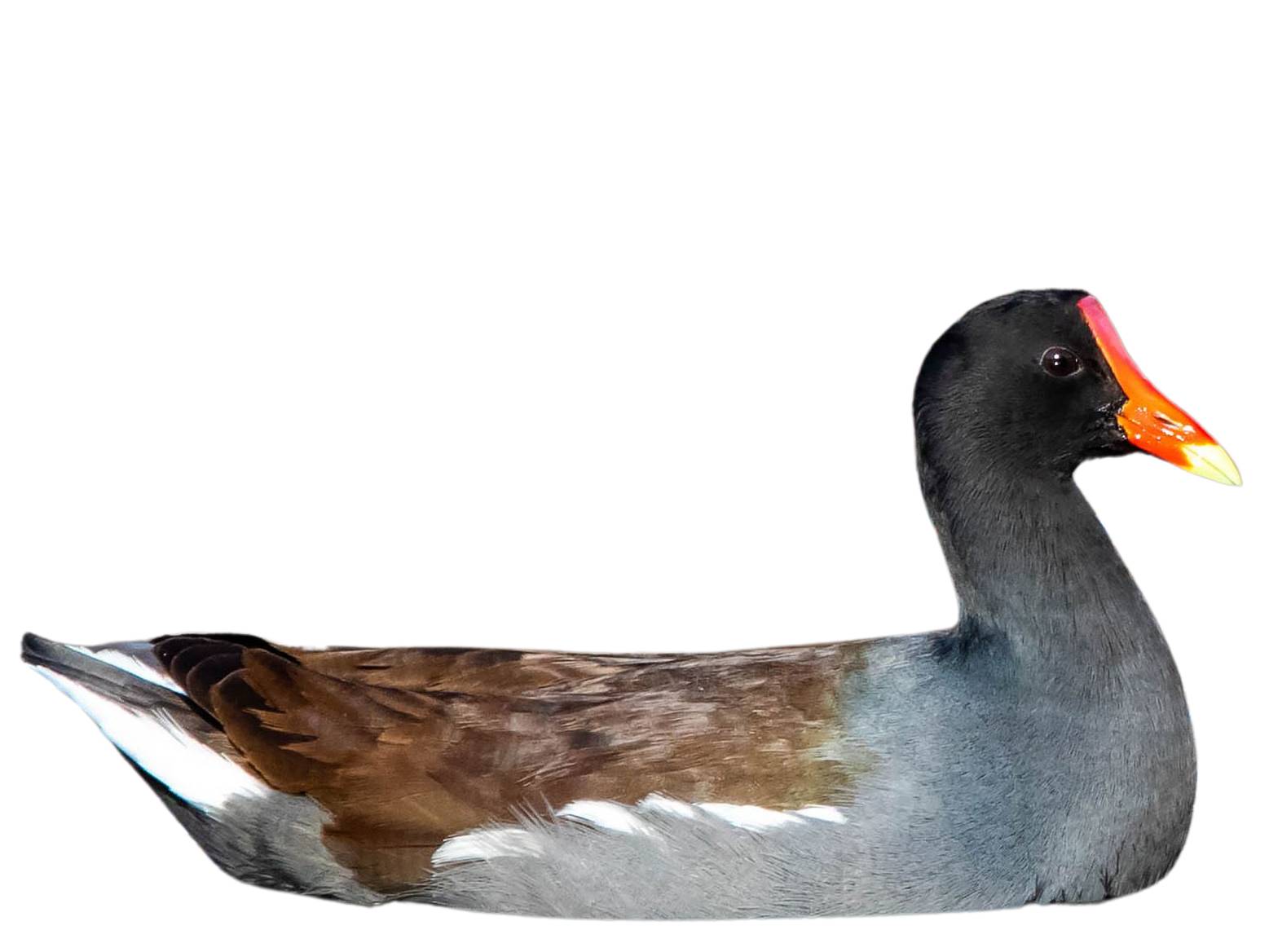 Common Gallinule (Gallinula galeata) identification - Birda