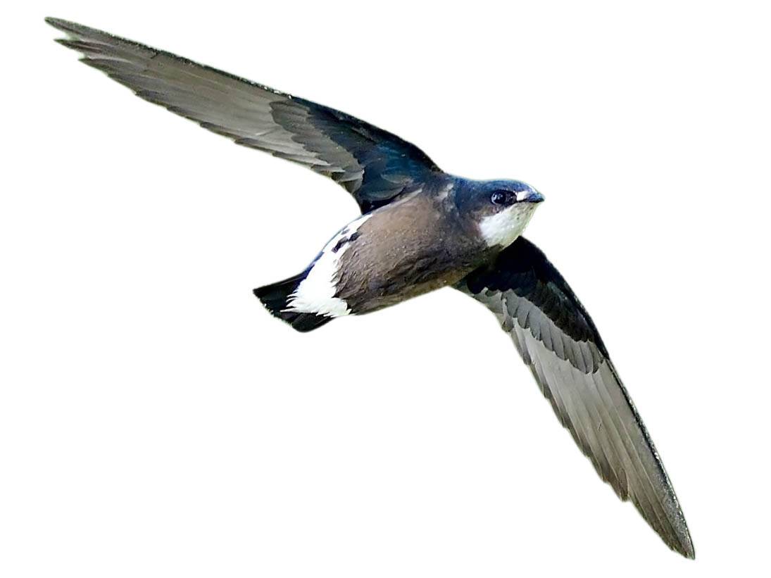 White-throated Needletail (Hirundapus caudacutus) identification - Birda