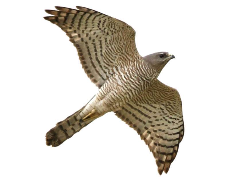 Levant Sparrowhawk (Accipiter brevipes) identification - Birda
