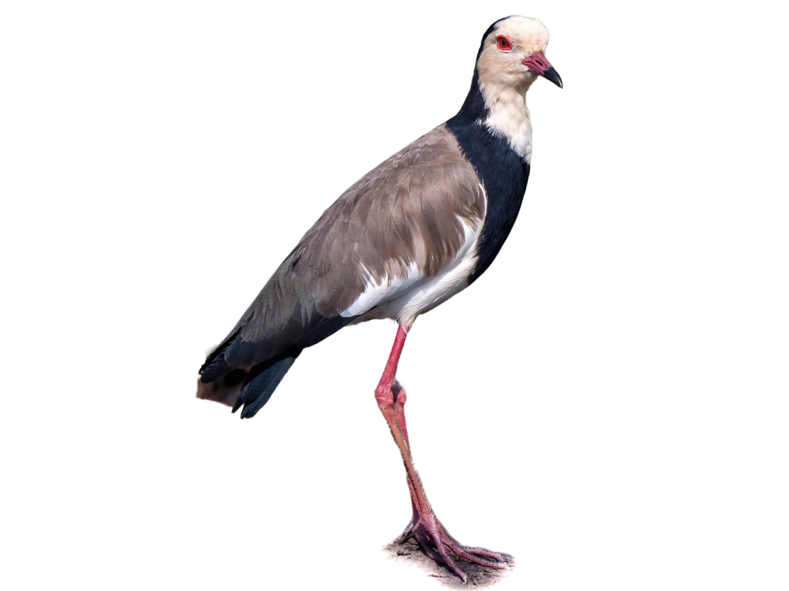 Long-toed Lapwing (Vanellus crassirostris) identification - Birda