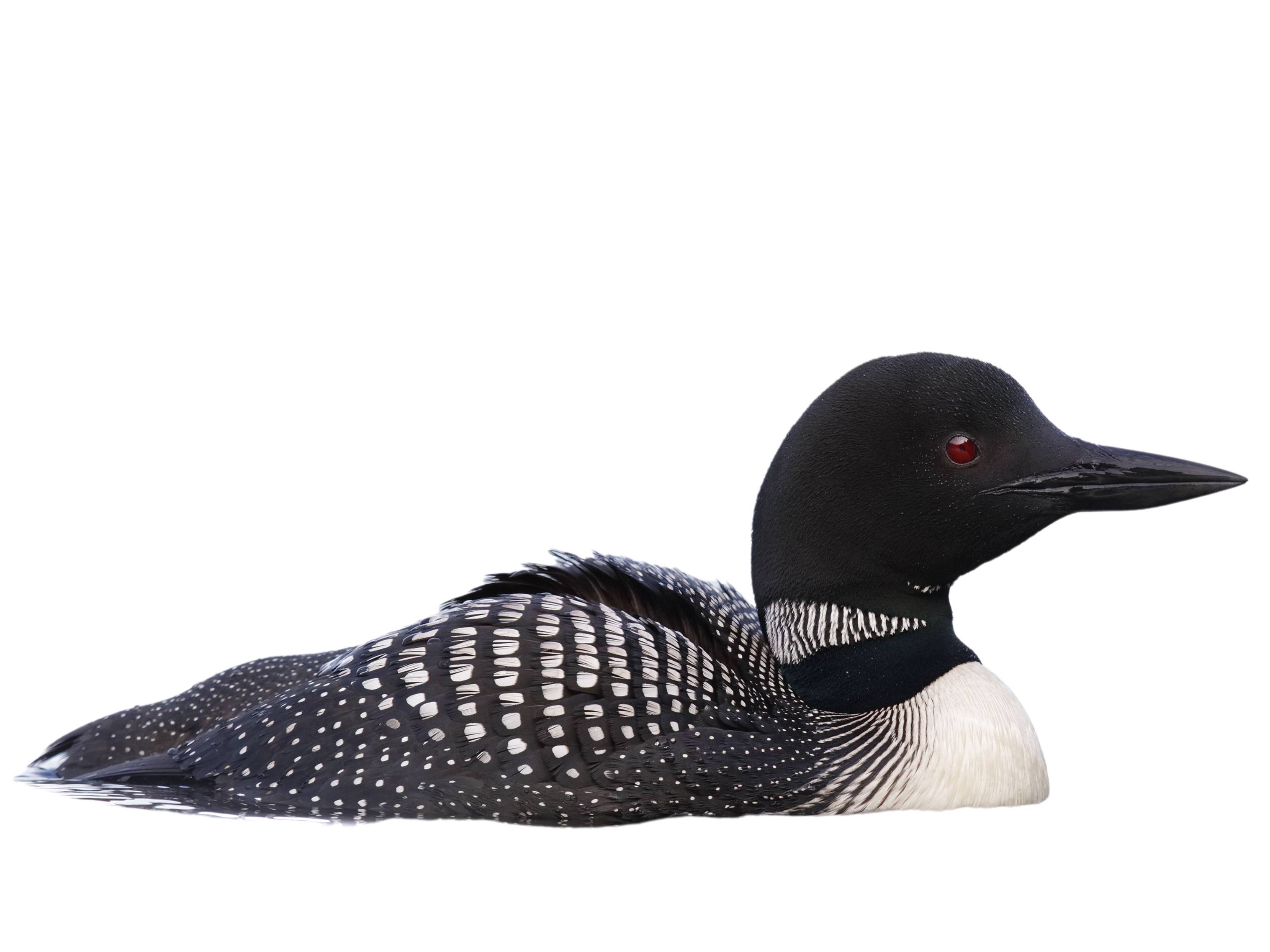 Common Loon (Gavia immer) identification - Birda