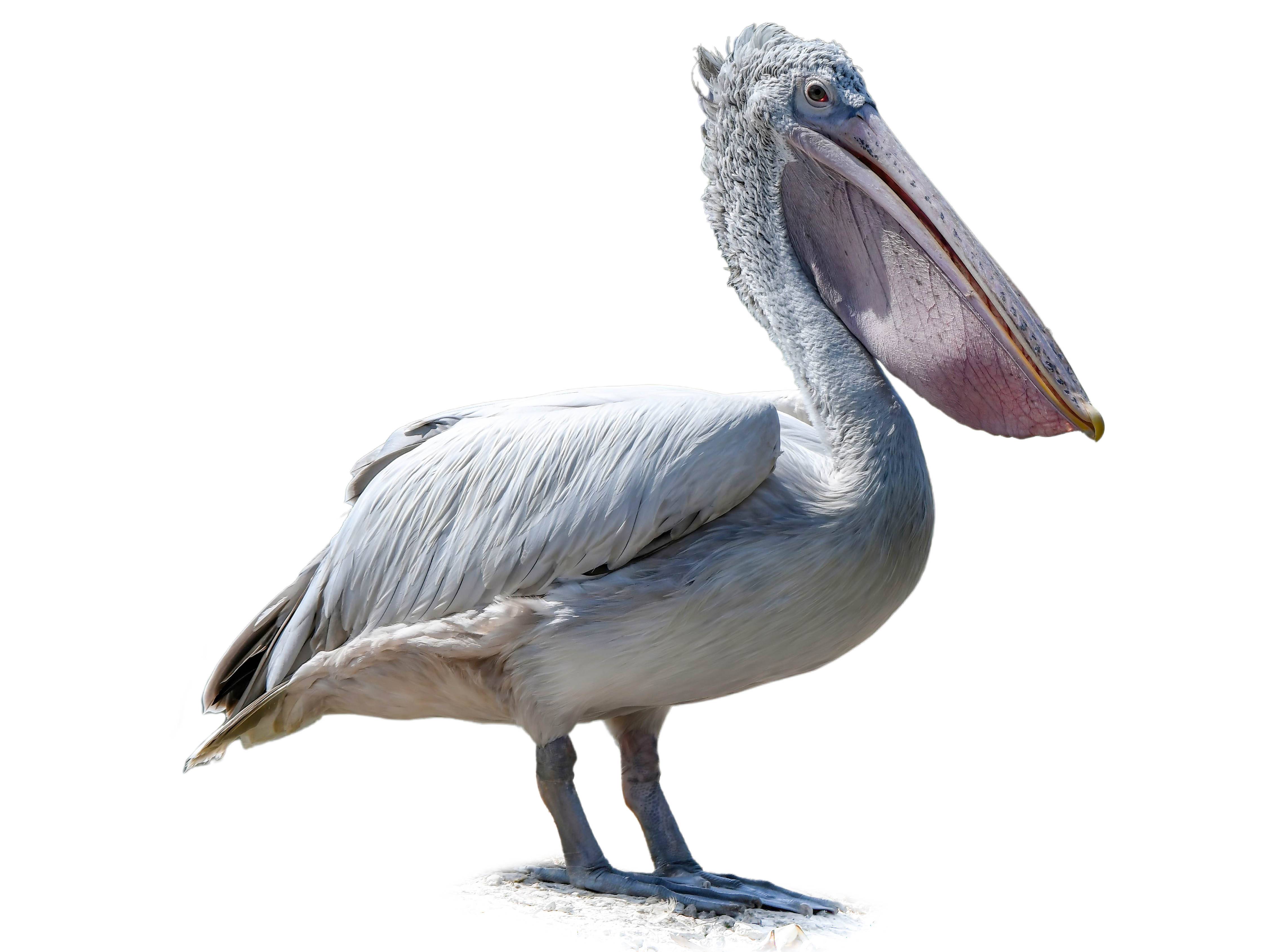 Spot-billed Pelican (Pelecanus philippensis) identification - Birda