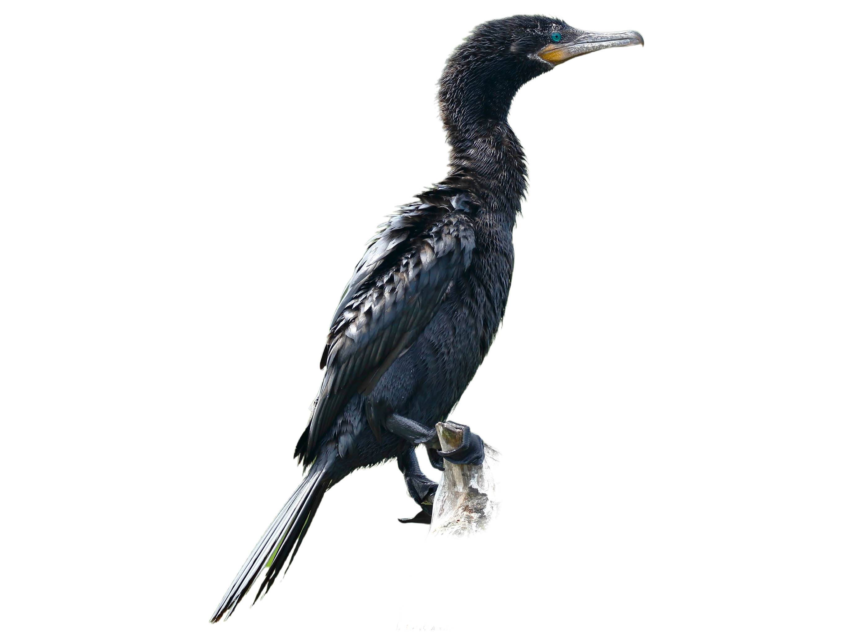 Neotropic Cormorant (Nannopterum brasilianum) identification - Birda