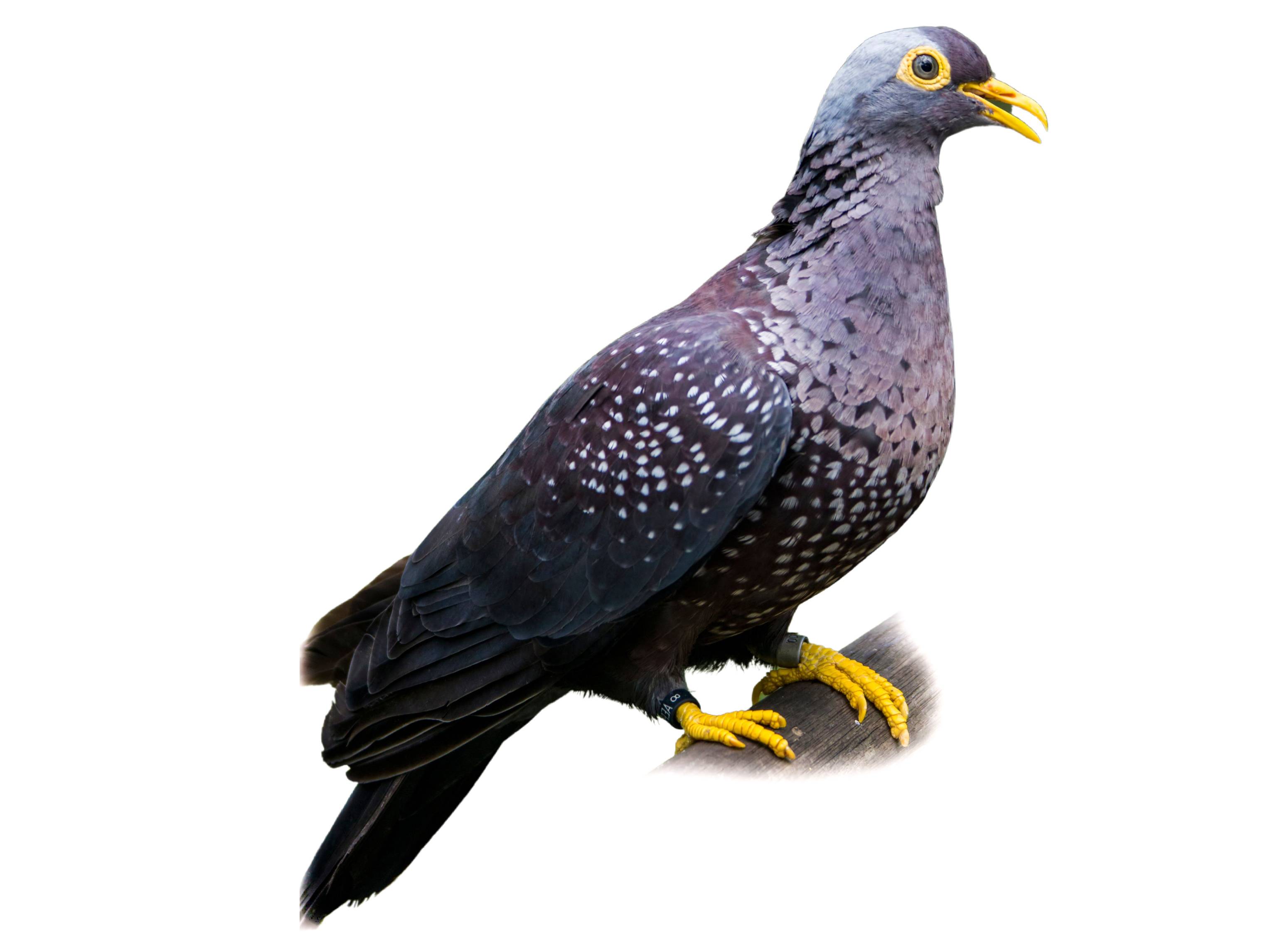 African Olive Pigeon (Columba arquatrix) identification - Birda