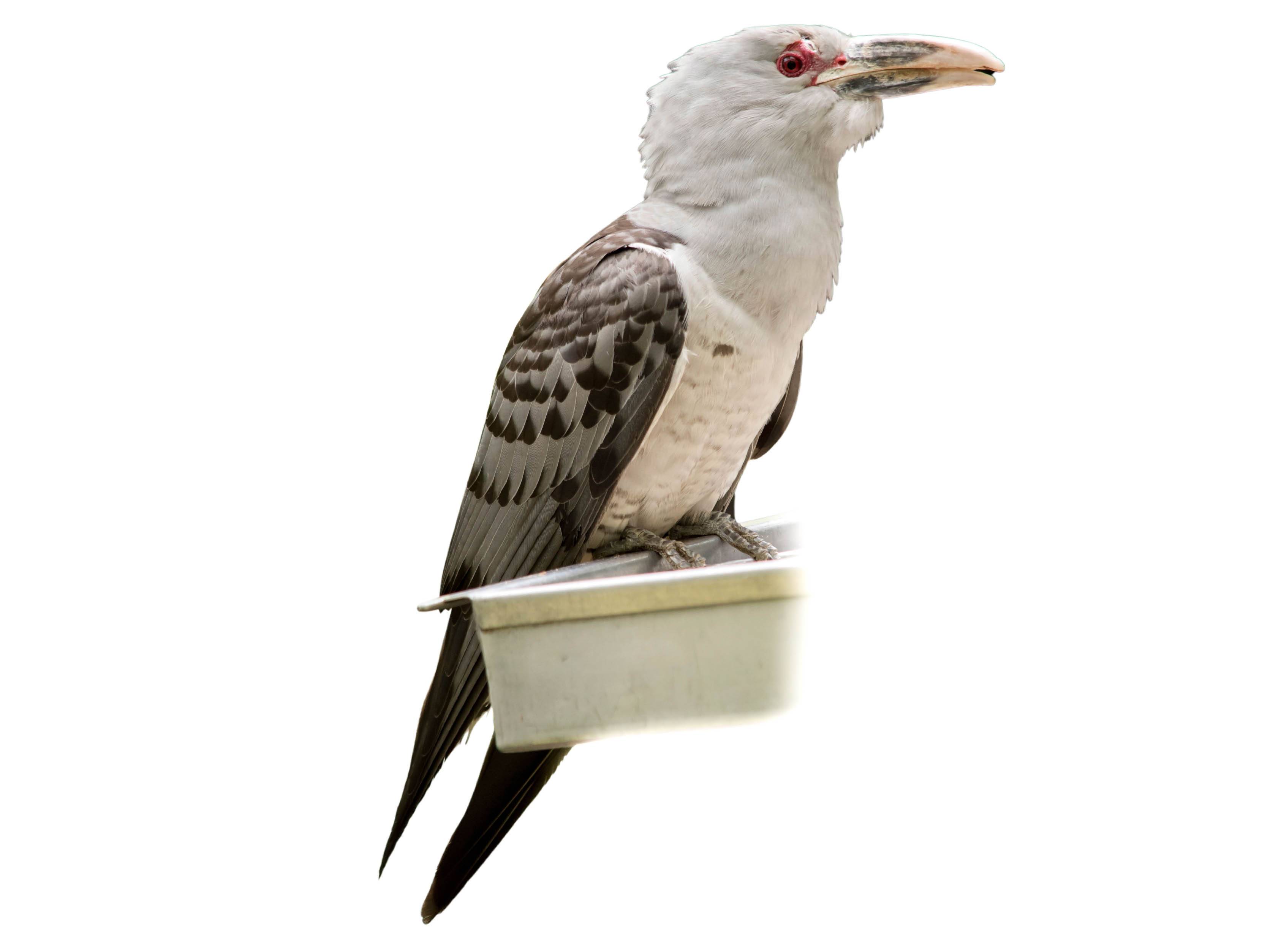 Channel-billed Cuckoo (Scythrops novaehollandiae) identification - Birda