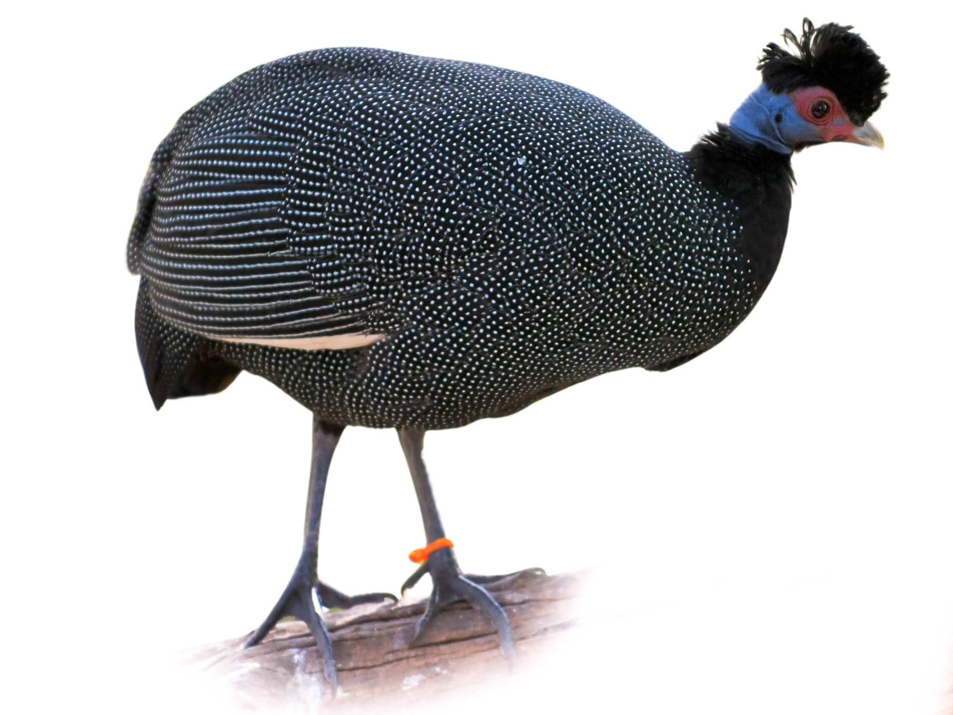 Crested Guineafowl (Guttera pucherani) identification - Birda