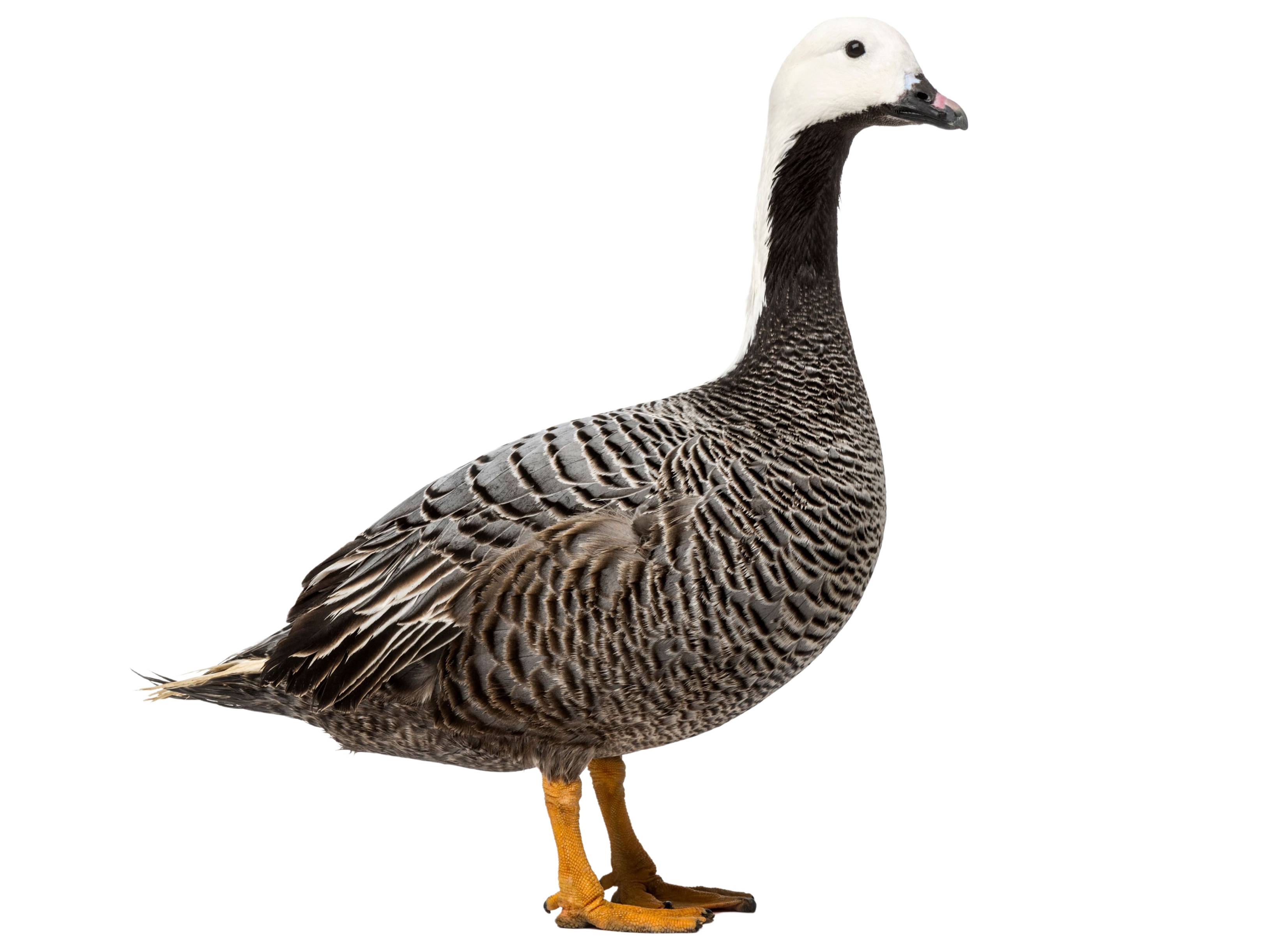 Emperor Goose (Anser canagicus) identification - Birda