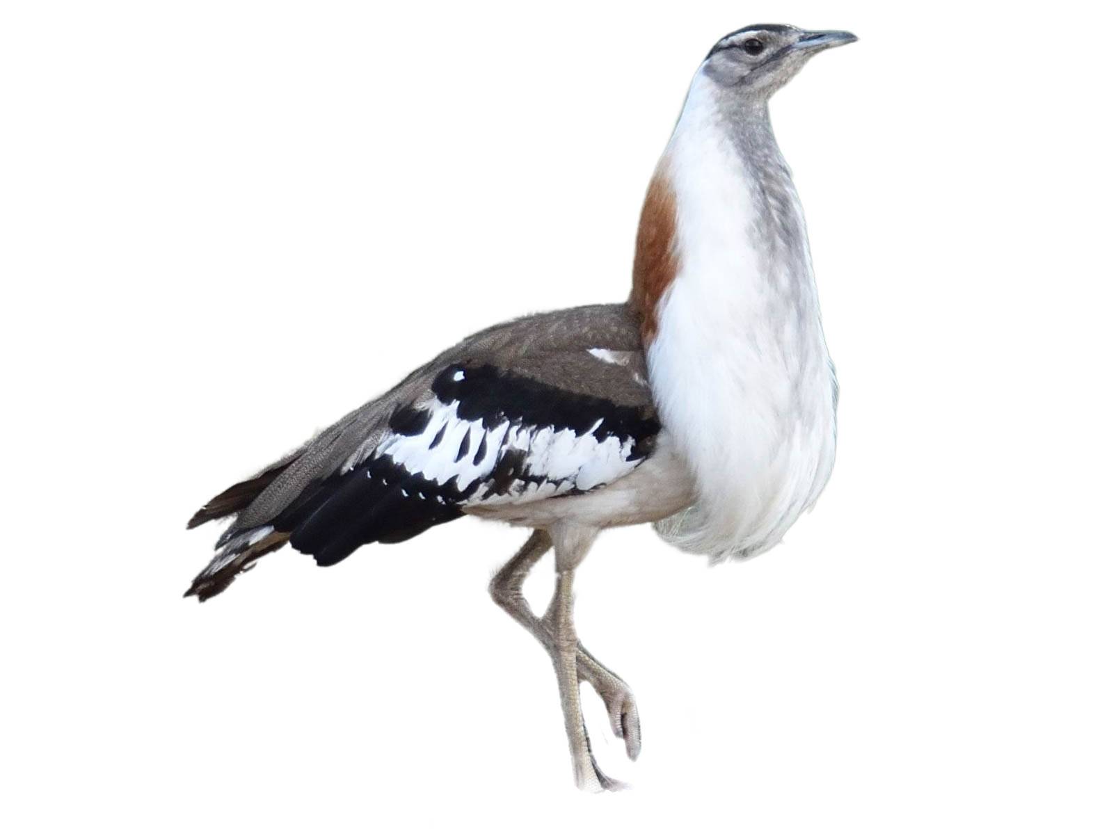 Denham's Bustard (Neotis denhami) identification - Birda