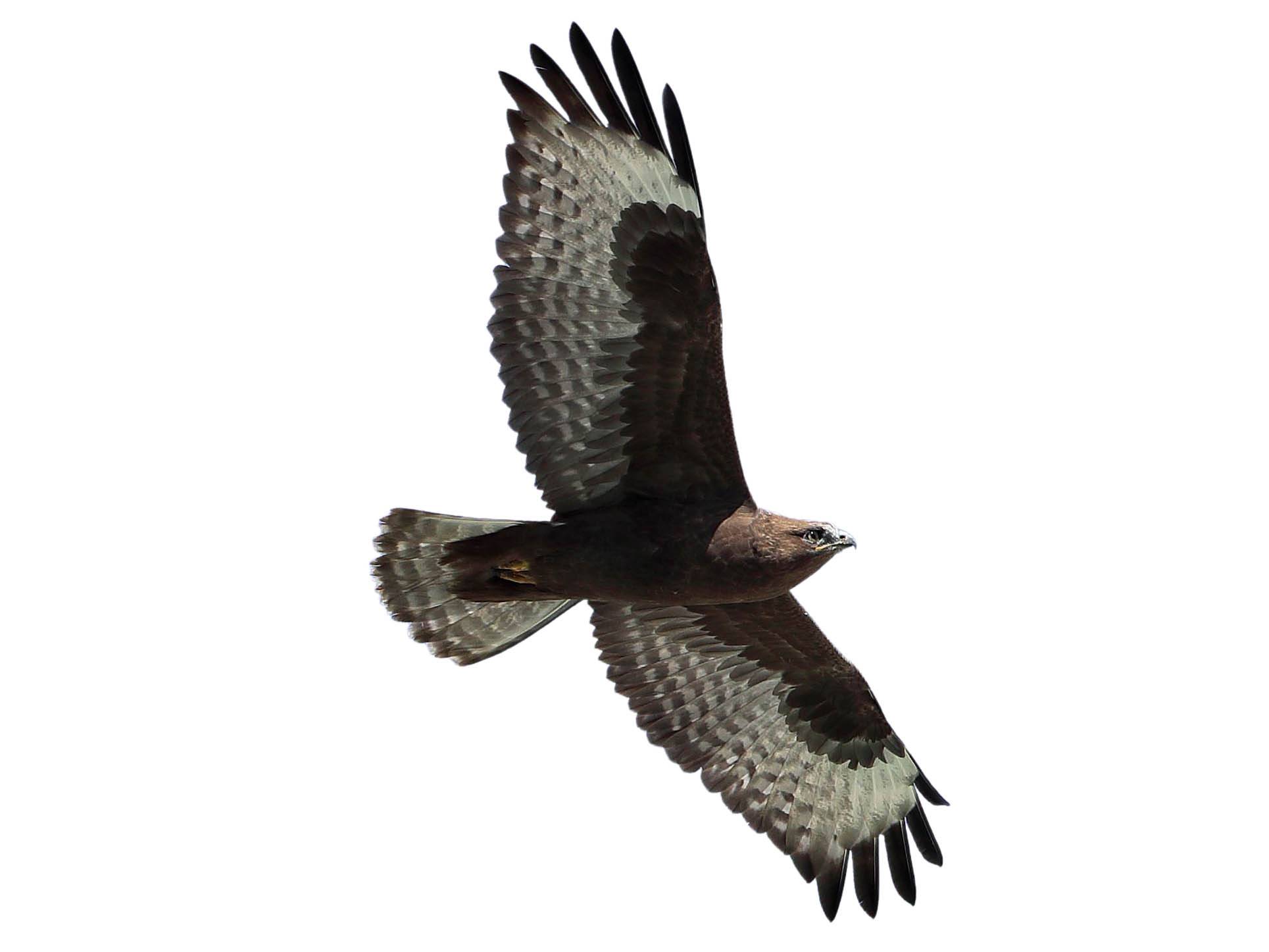 Upland Buzzard (Buteo hemilasius) identification - Birda