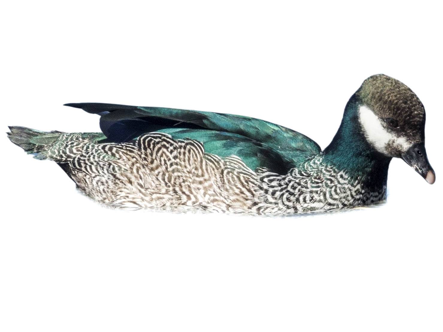 Green Pygmy Goose (Nettapus pulchellus) identification - Birda