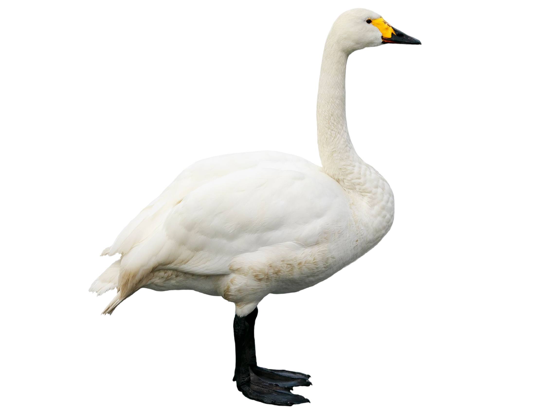Tundra Swan (Cygnus columbianus) identification - Birda